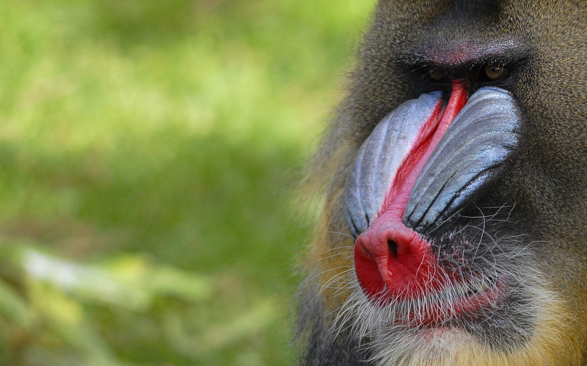 Mandrill Wallpapers - Top Free Mandrill Backgrounds - WallpaperAccess