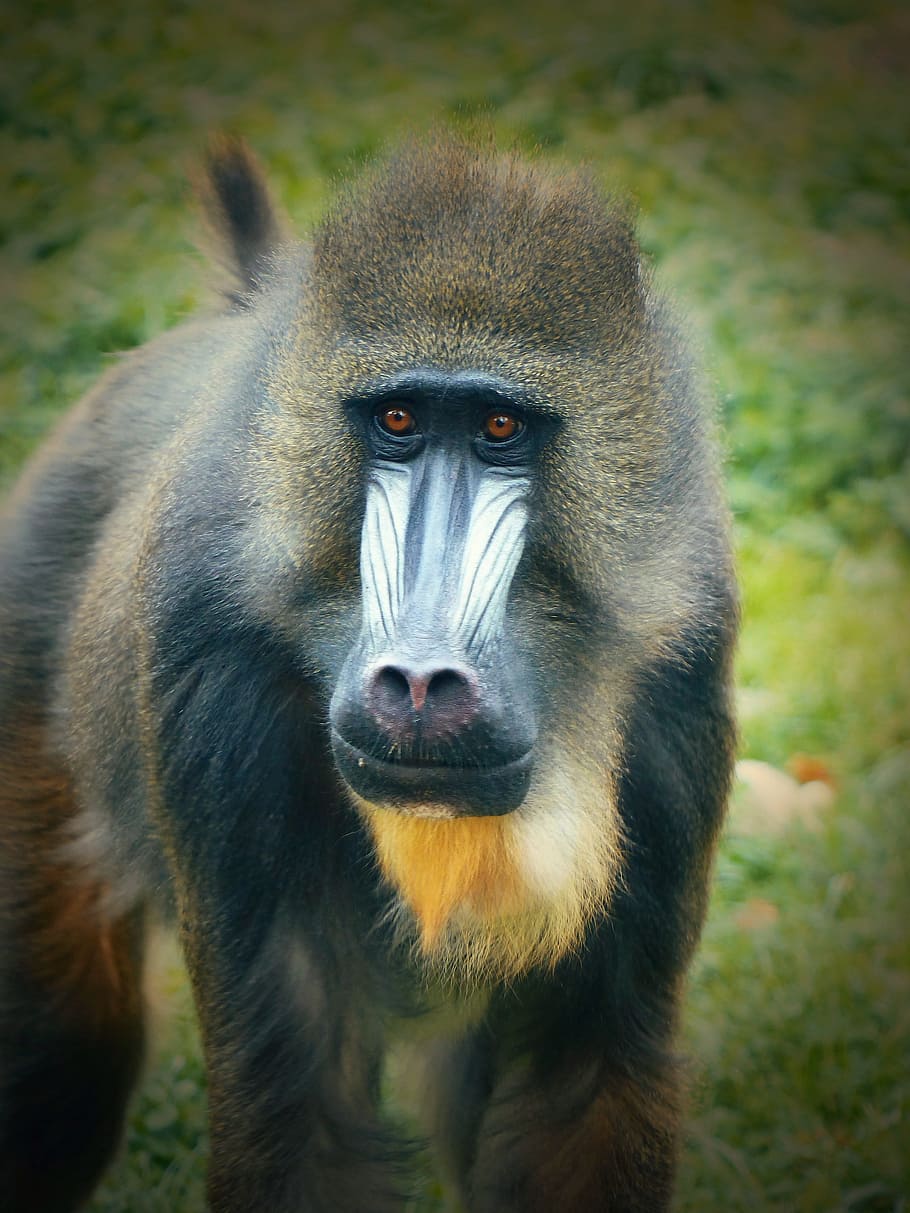 Mandrill Wallpapers - Top Free Mandrill Backgrounds - WallpaperAccess