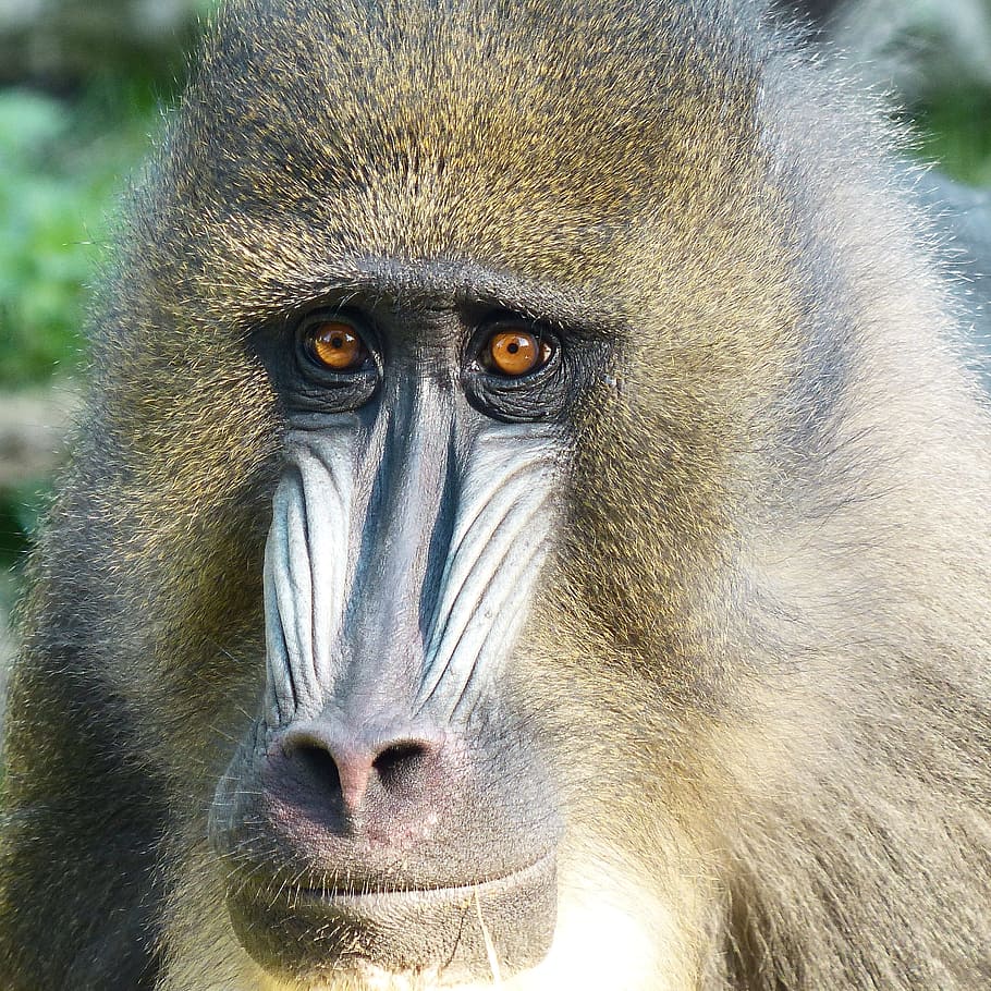 Mandrill Wallpapers - Top Free Mandrill Backgrounds - WallpaperAccess