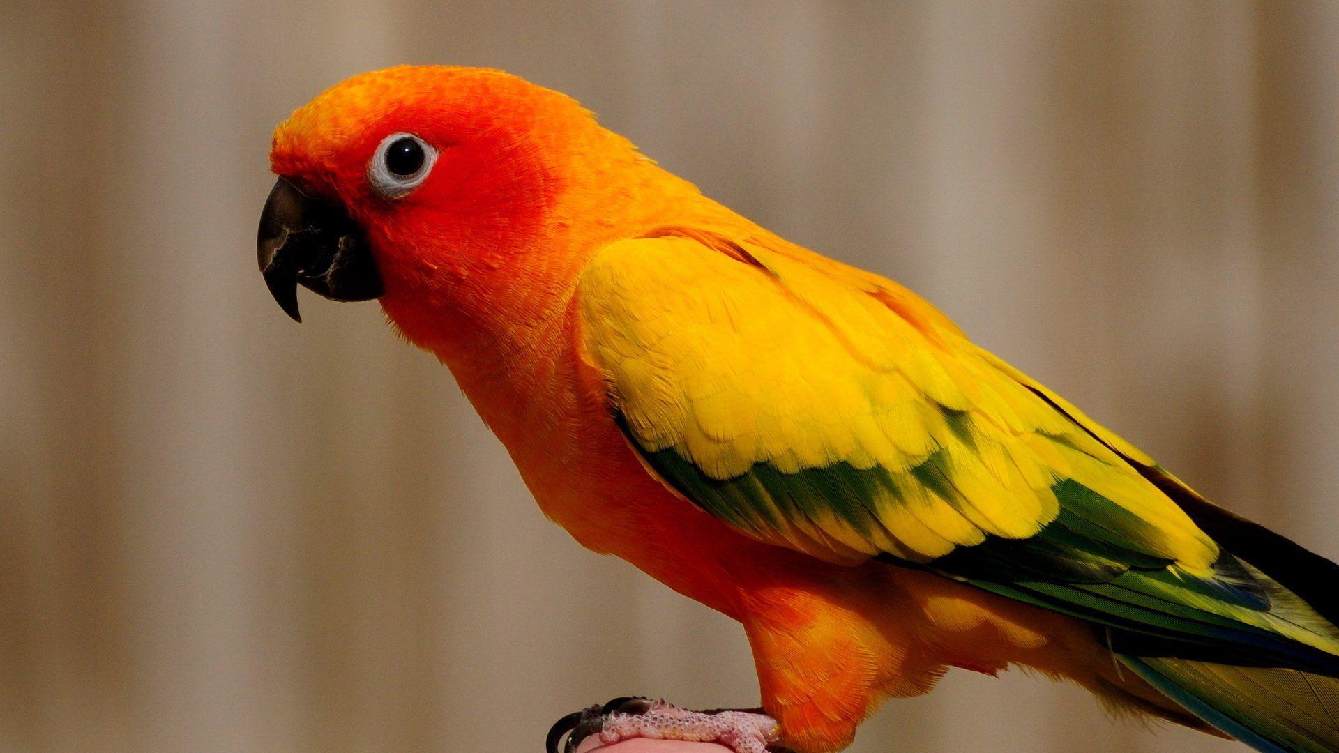 Sun Conure Wallpapers - Top Free Sun Conure Backgrounds - WallpaperAccess