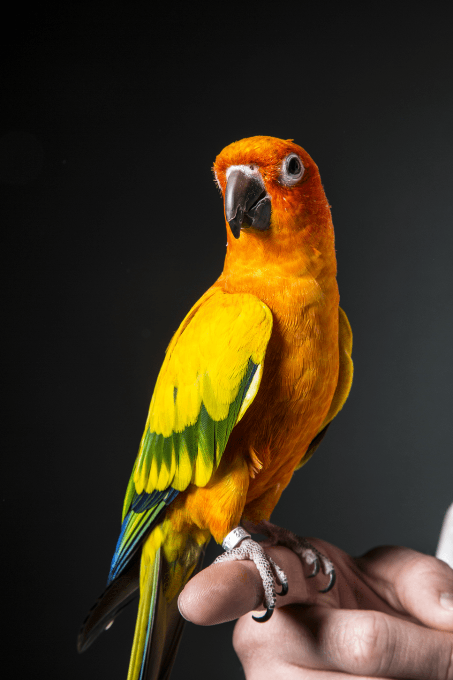 Sun Conure Wallpapers - Top Free Sun Conure Backgrounds - WallpaperAccess