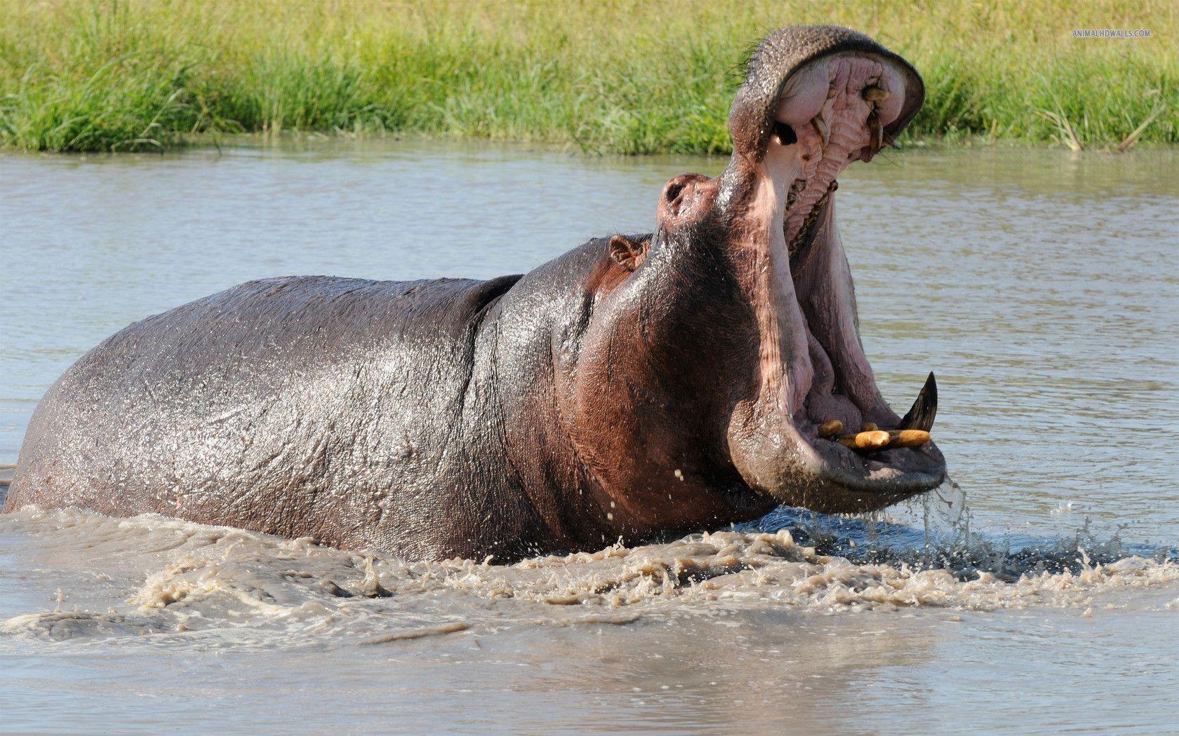 Hippo Desktop Wallpapers - Top Free Hippo Desktop Backgrounds ...