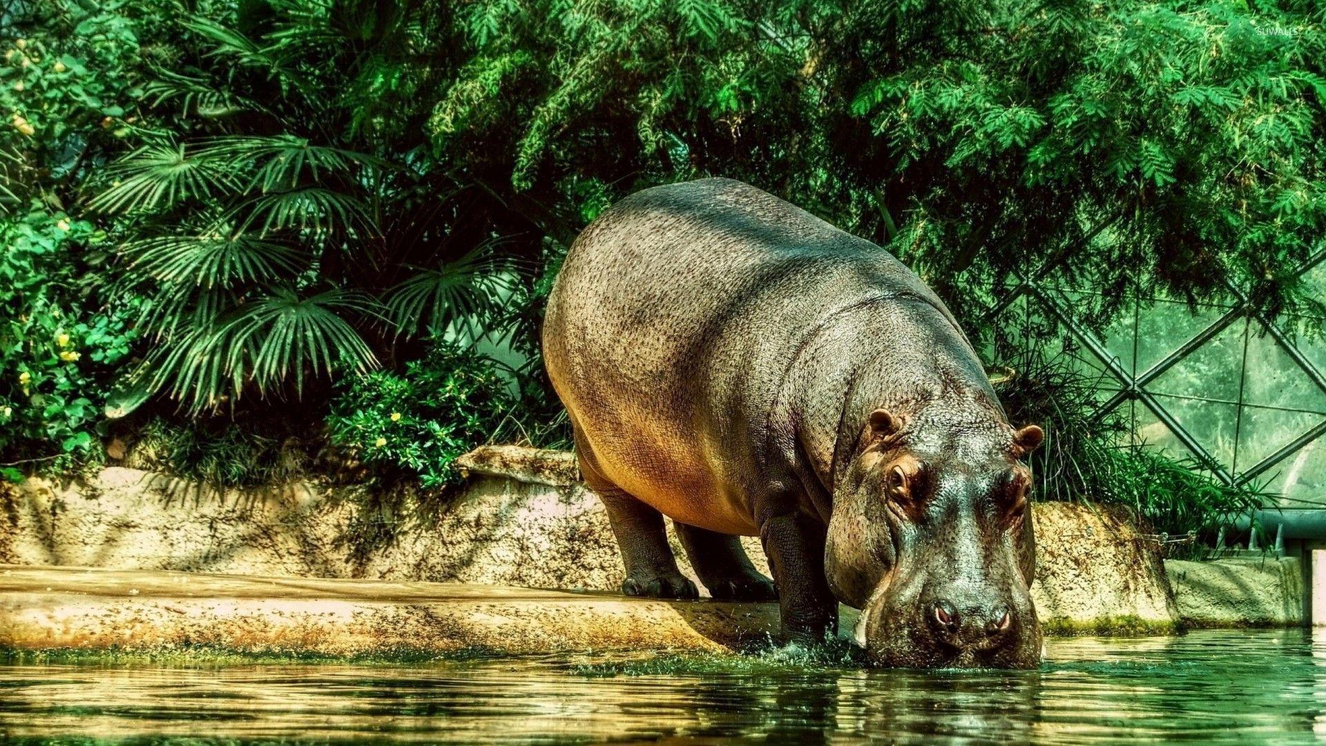 Hippo Wallpapers - Top Free Hippo Backgrounds - WallpaperAccess