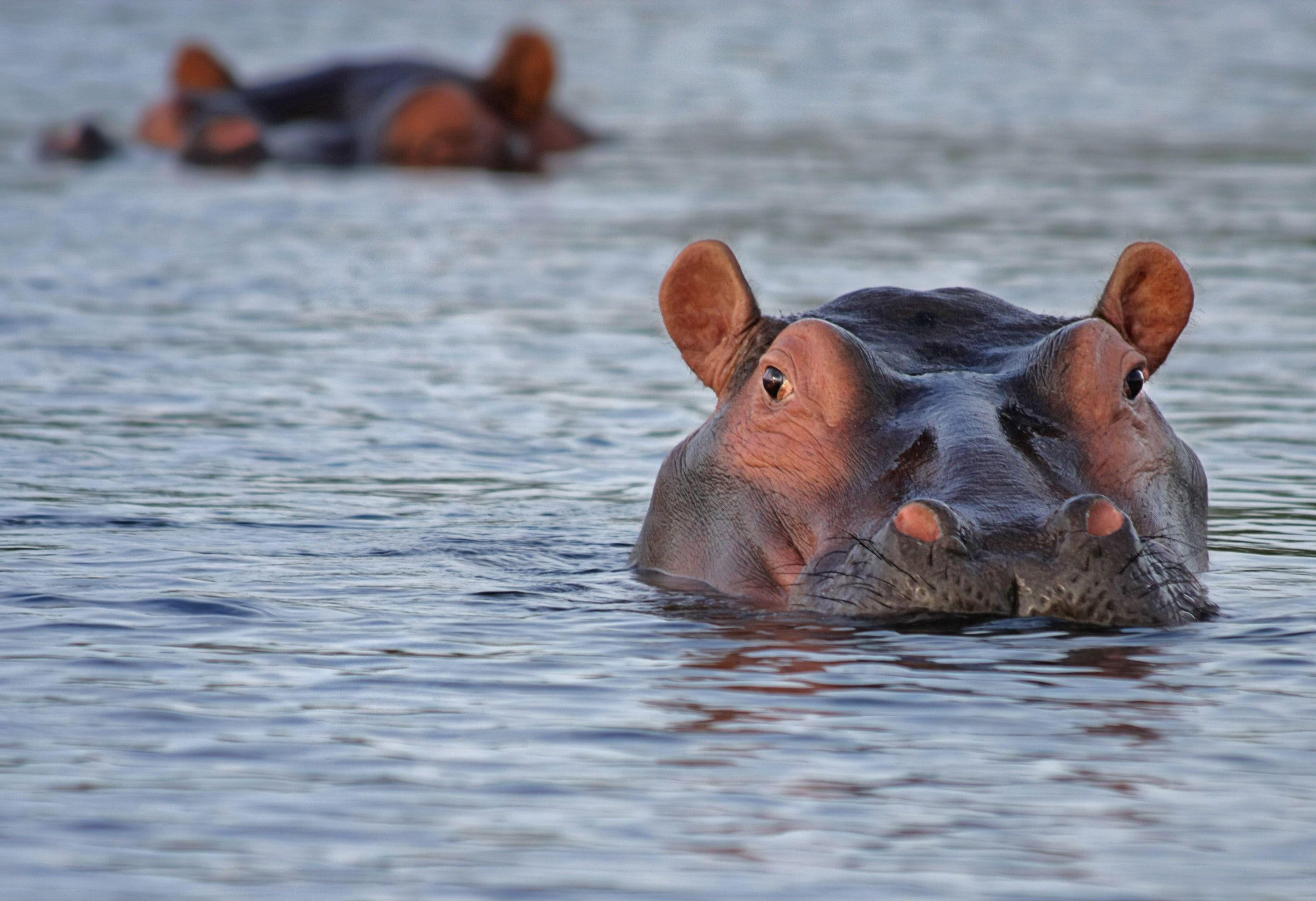 Hippo Wallpapers - Top Free Hippo Backgrounds - WallpaperAccess