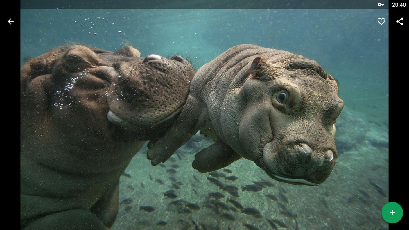 Hippo Wallpapers - Top Free Hippo Backgrounds - WallpaperAccess