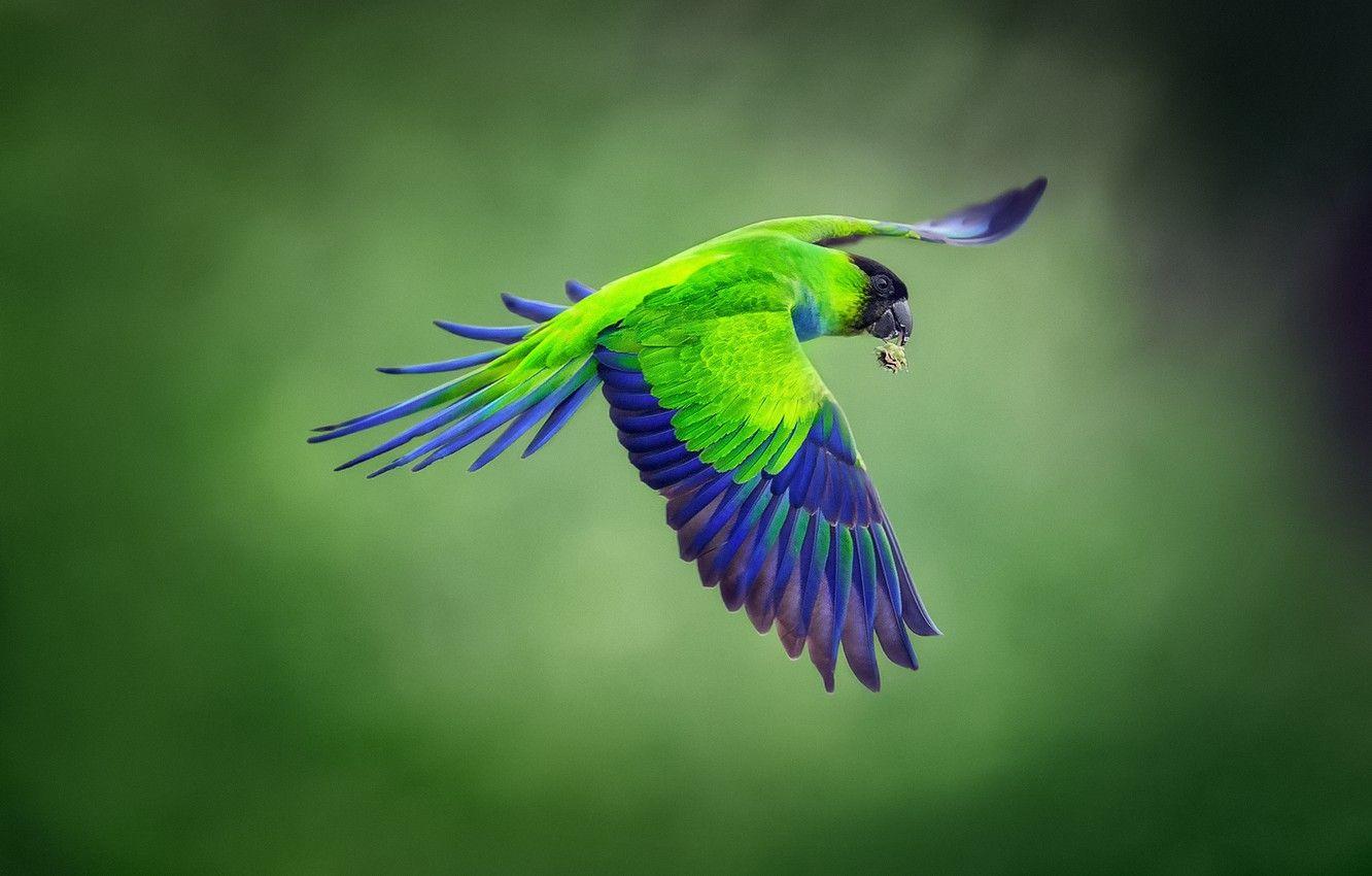 Conure Wallpapers - Top Free Conure Backgrounds - WallpaperAccess