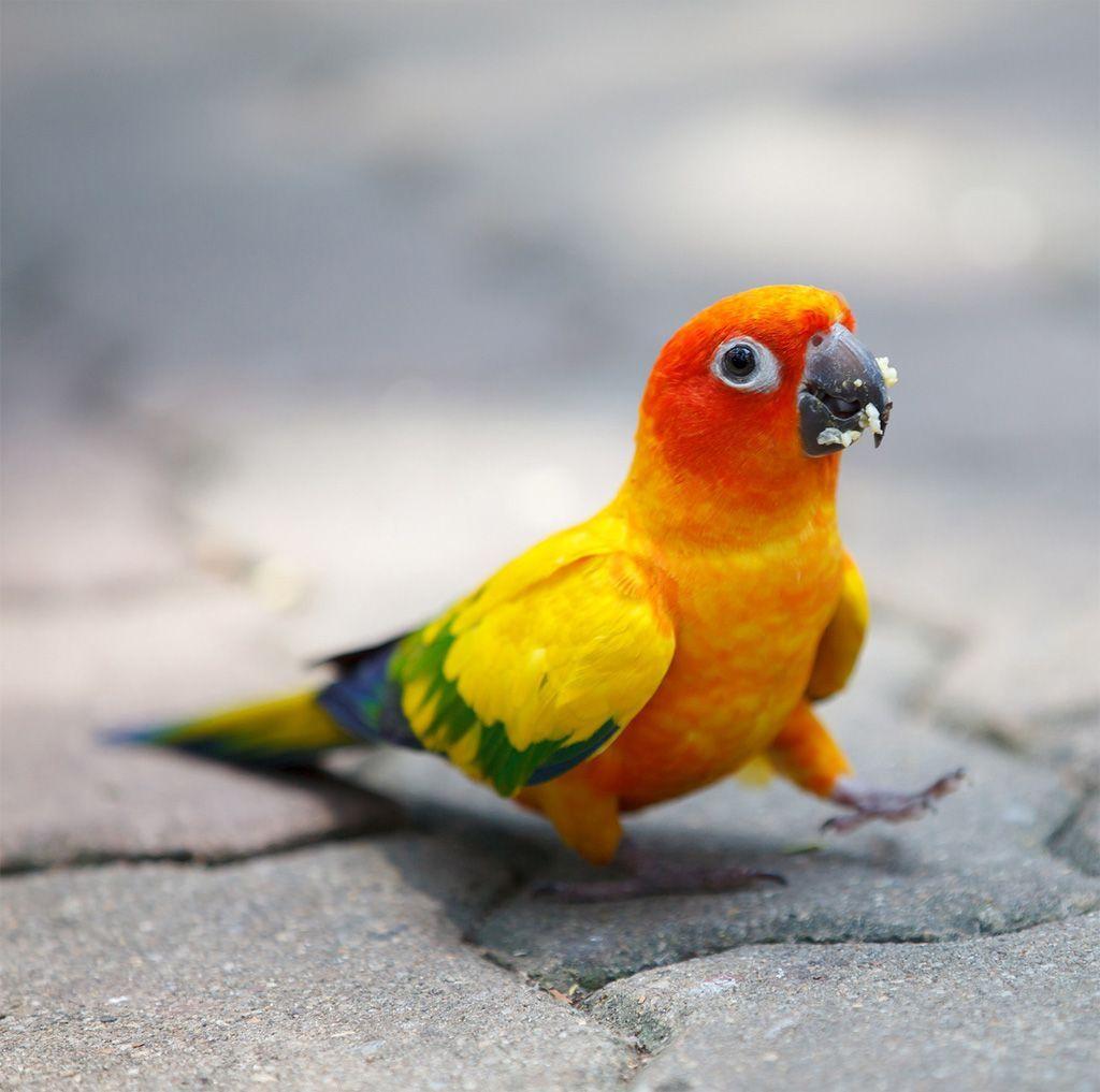Conure Wallpapers - Top Free Conure Backgrounds - WallpaperAccess