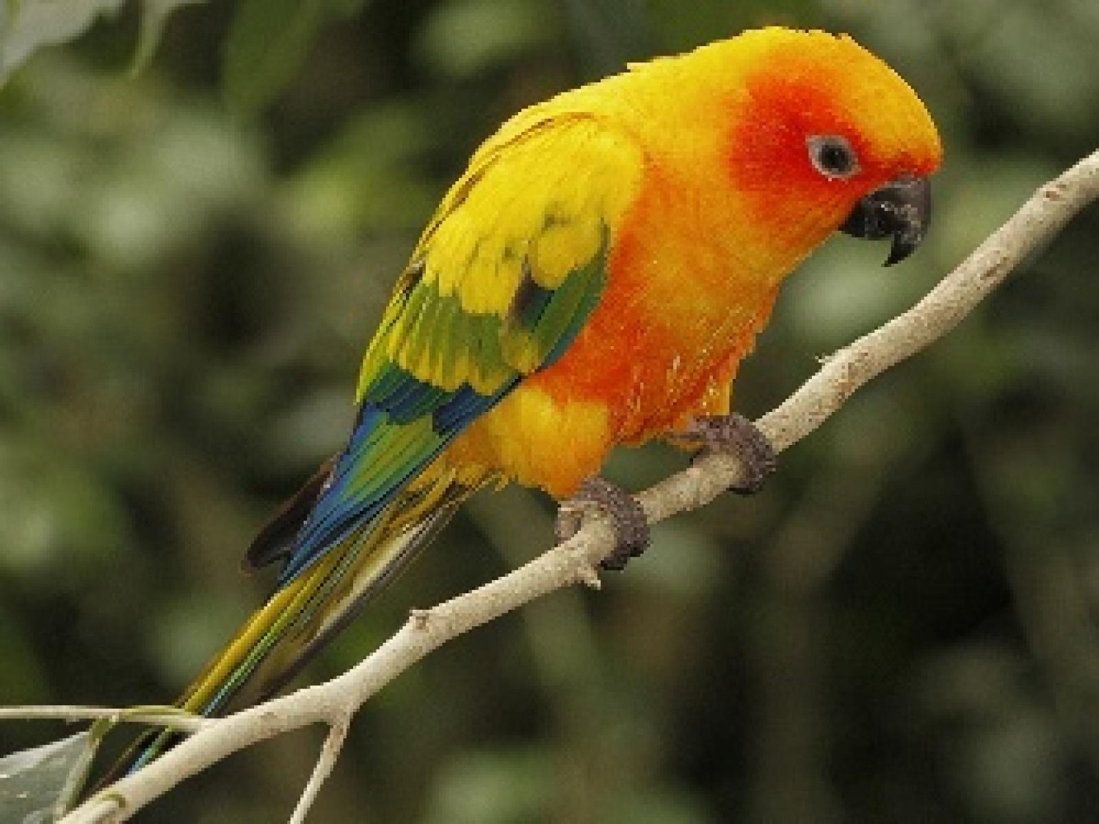 Sun Conure Wallpapers - Top Free Sun Conure Backgrounds - WallpaperAccess