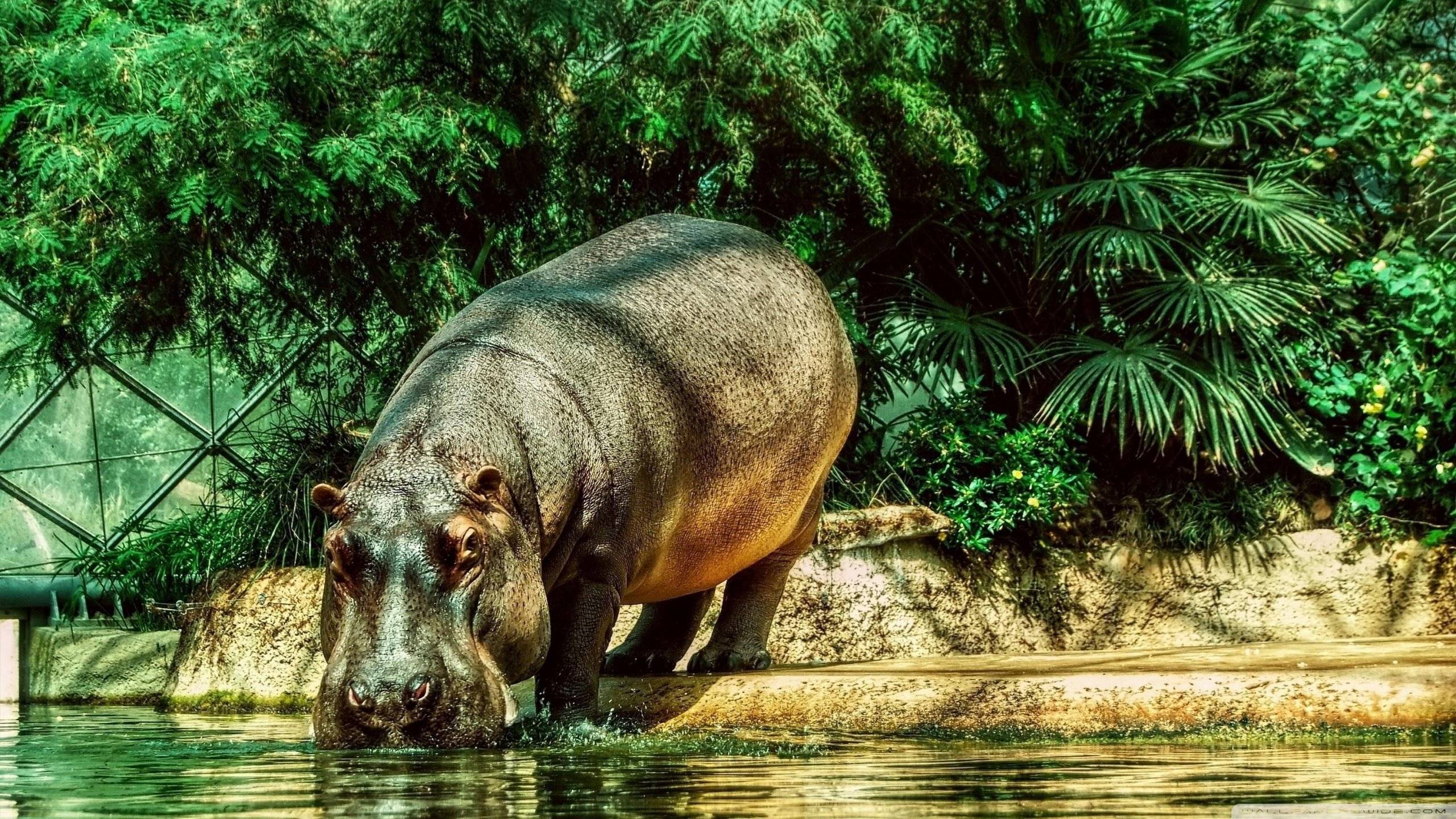 Hippo Wallpapers - Top Free Hippo Backgrounds - WallpaperAccess