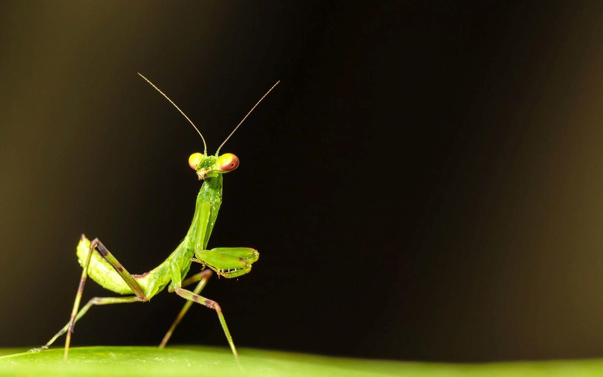 Mantis Wallpapers - Top Free Mantis Backgrounds - WallpaperAccess