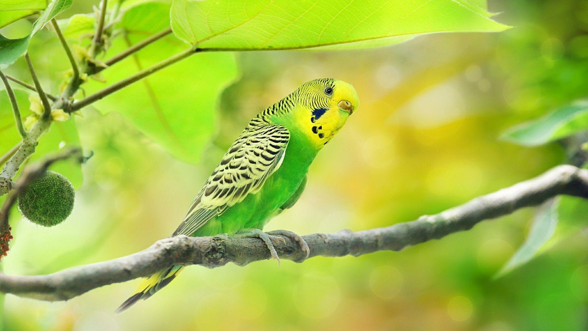 Parakeet Wallpapers - Top Free Parakeet Backgrounds - WallpaperAccess