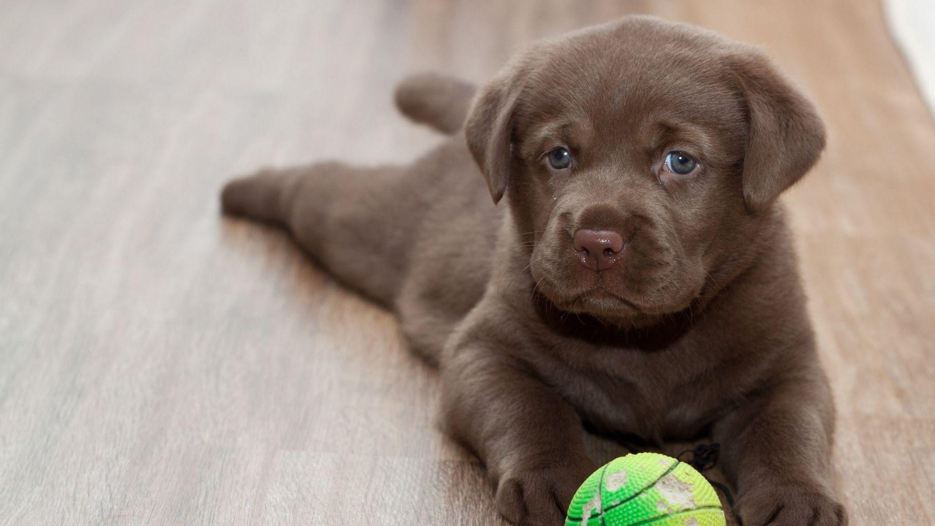 Labrador Puppies Wallpapers - Top Free Labrador Puppies Backgrounds ...