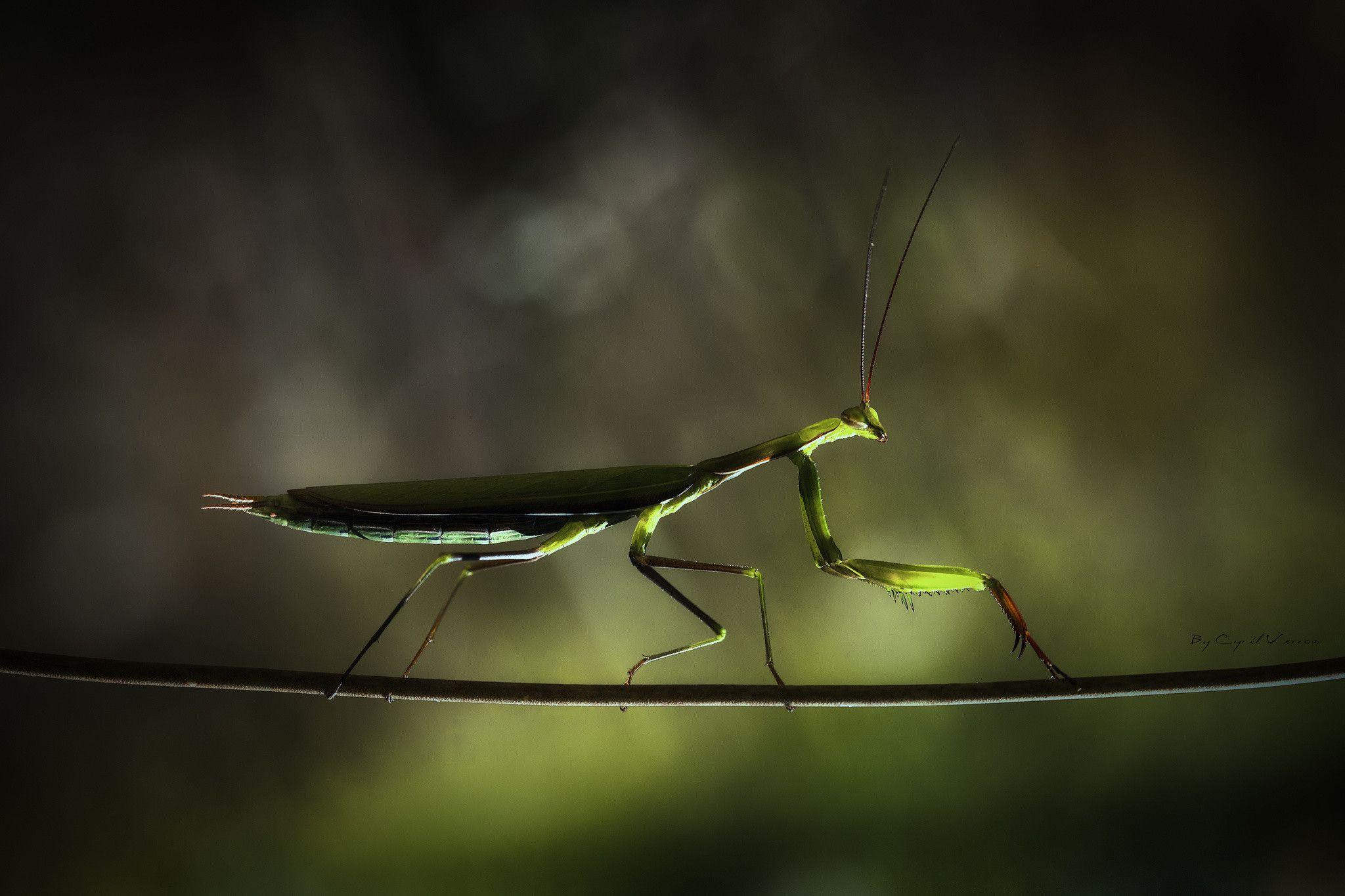 Mantis Wallpapers - Top Free Mantis Backgrounds - WallpaperAccess