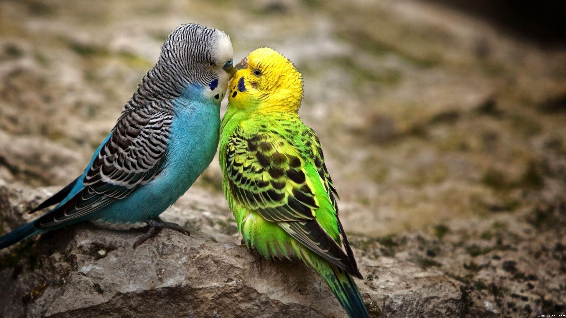 Parakeet Wallpapers - Top Free Parakeet Backgrounds - WallpaperAccess