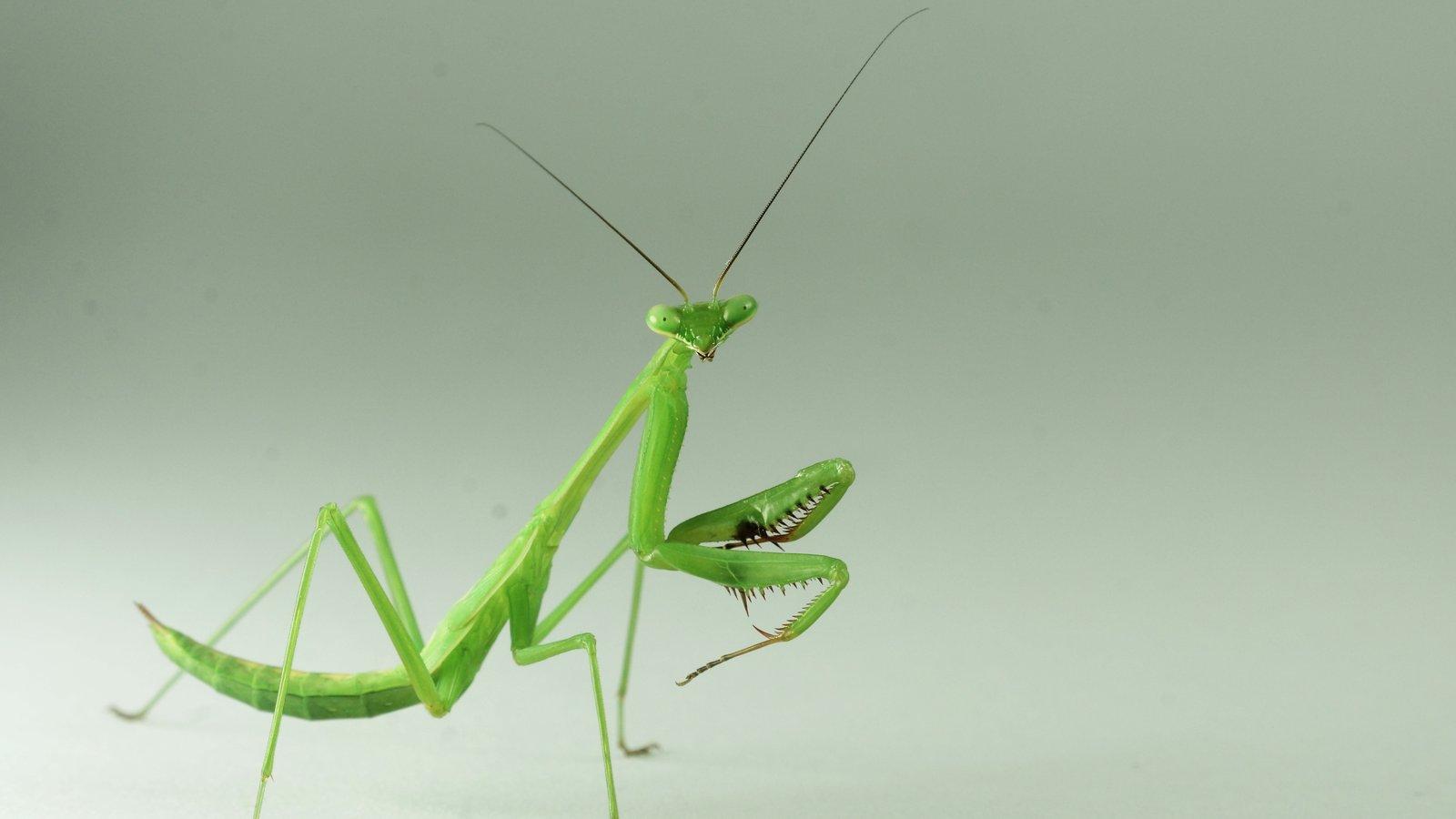 Mantis Wallpapers - Top Free Mantis Backgrounds - WallpaperAccess
