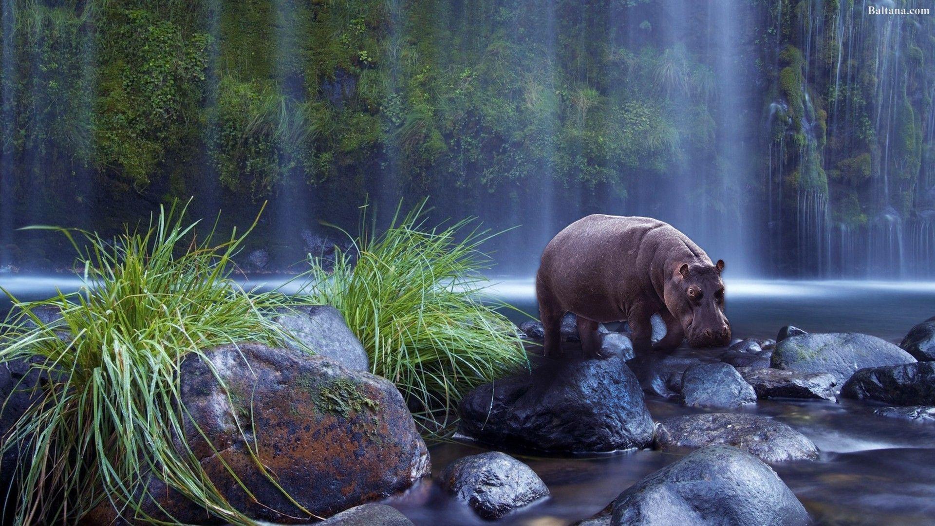 Hippo Wallpapers - Top Free Hippo Backgrounds - WallpaperAccess
