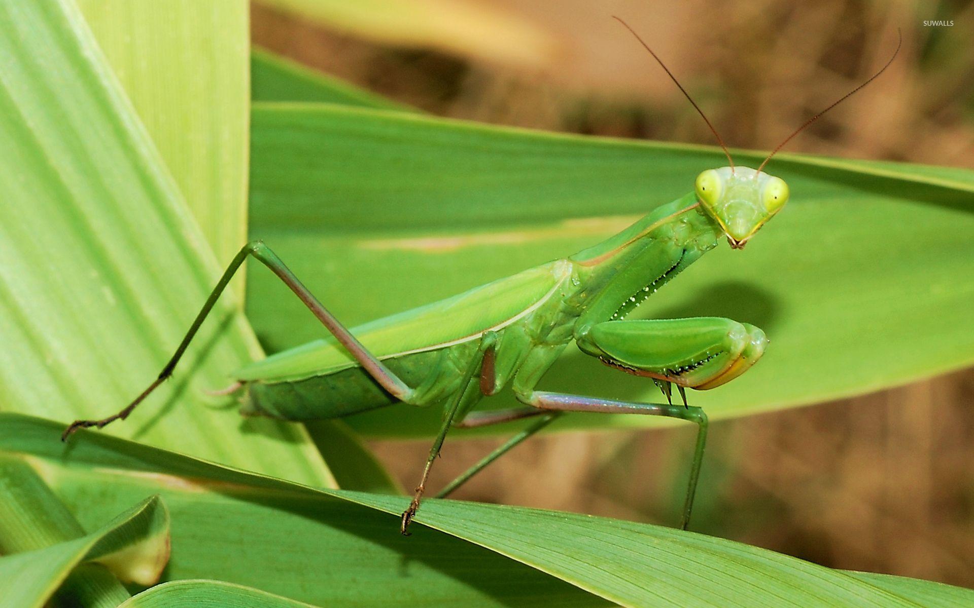 Mantis Wallpapers - Top Free Mantis Backgrounds - WallpaperAccess