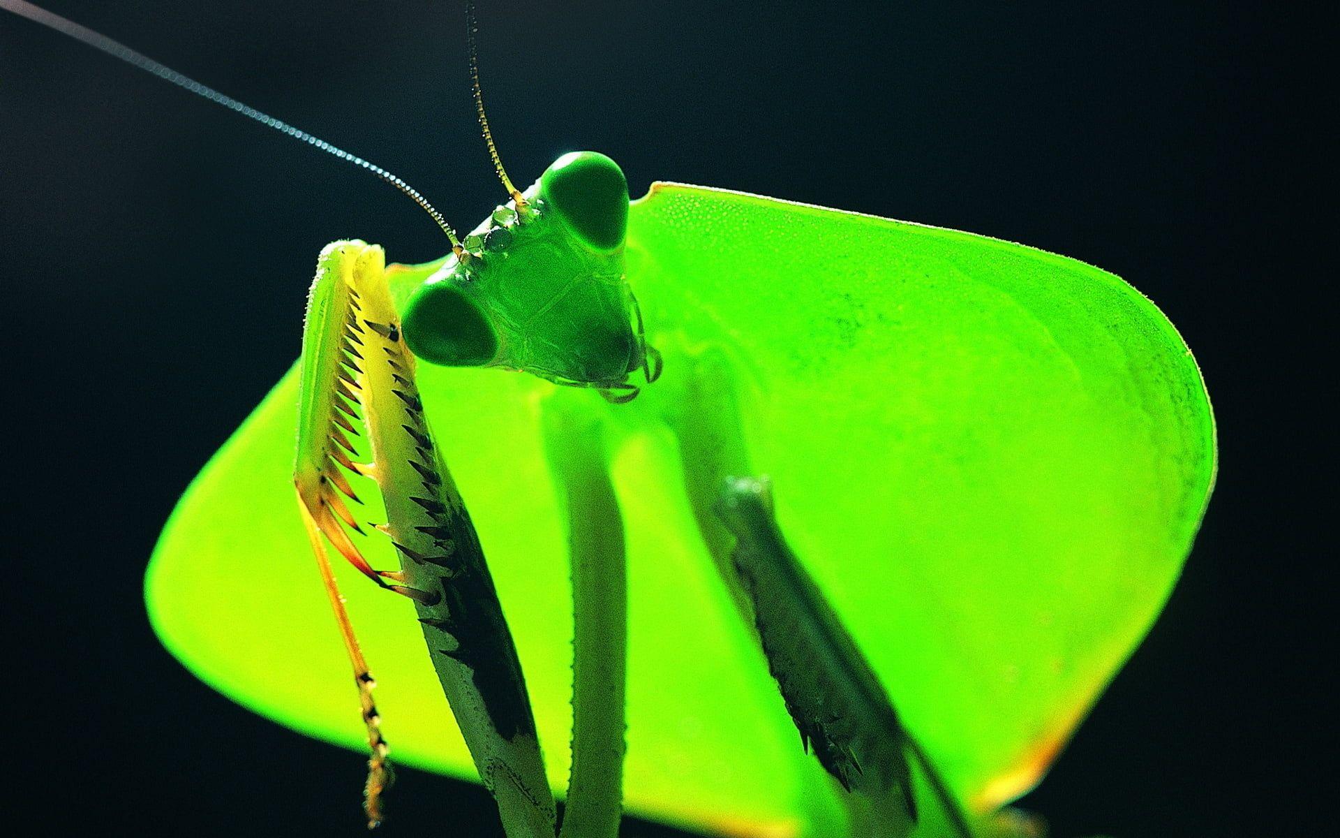 Mantis Wallpapers - Top Free Mantis Backgrounds - WallpaperAccess