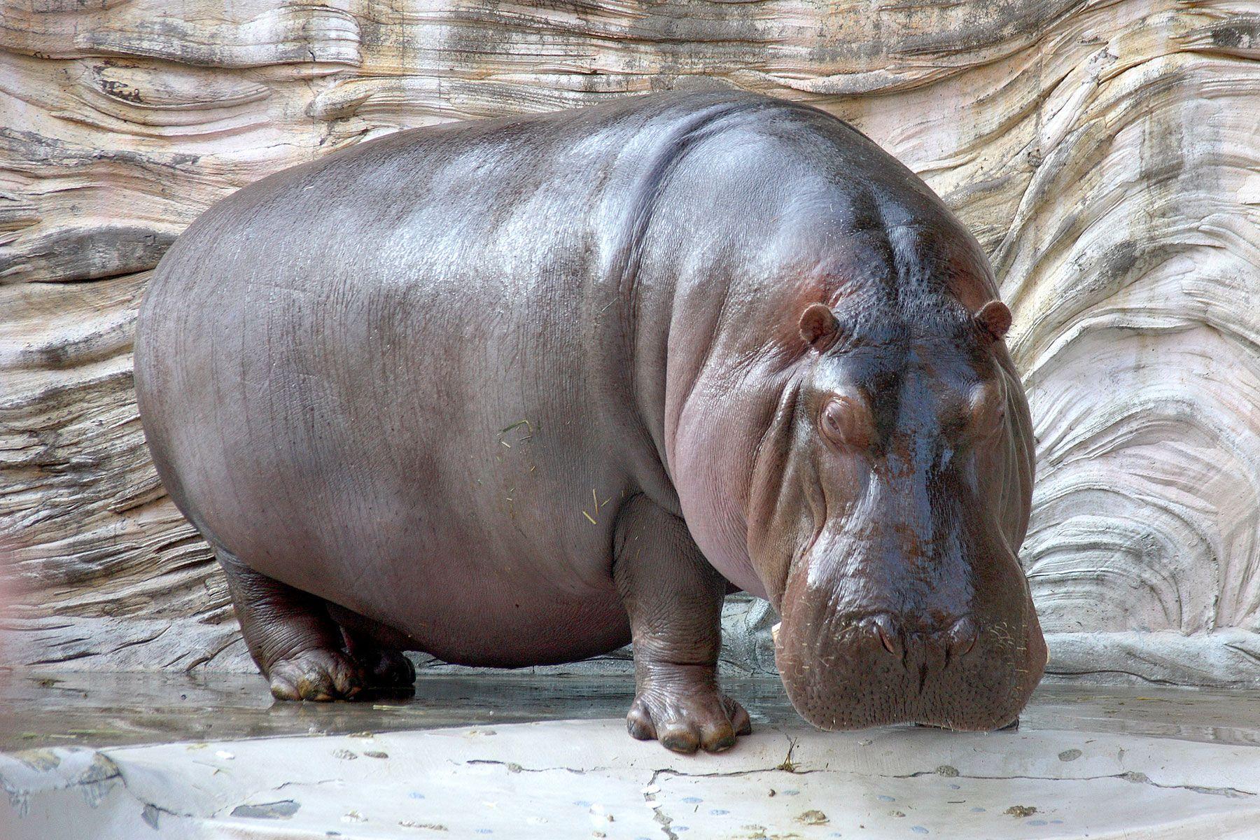 Hippo Wallpapers - Top Free Hippo Backgrounds - WallpaperAccess