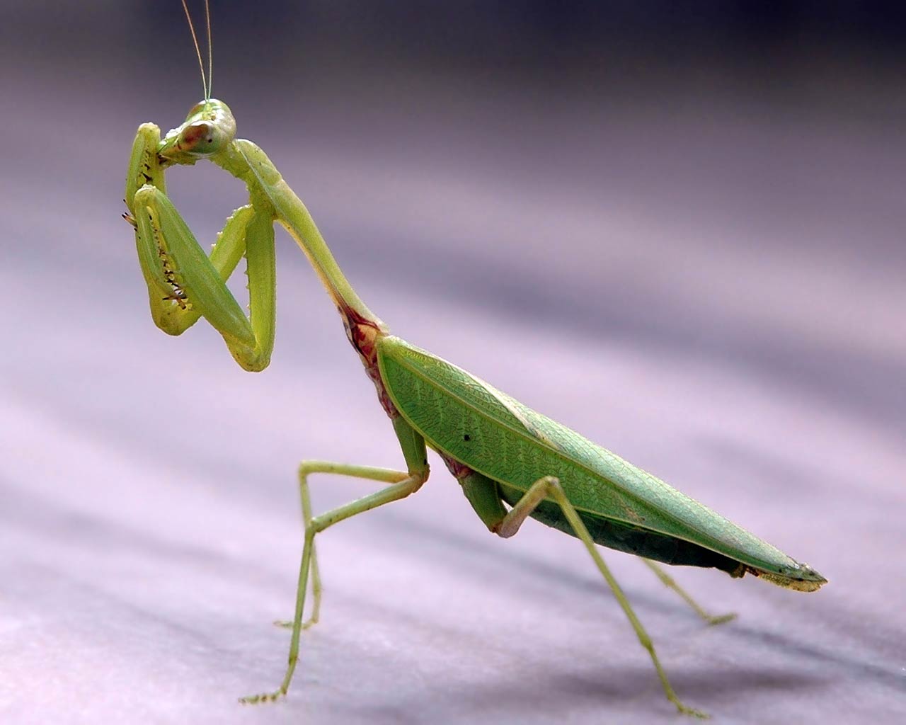 Mantis Wallpapers Top Free Mantis Backgrounds Wallpaperaccess