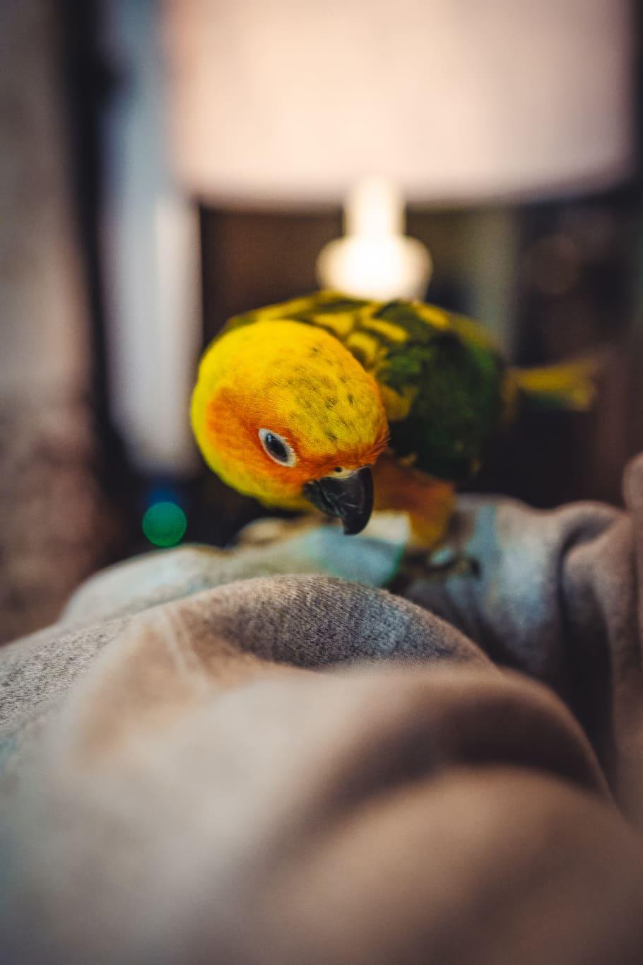 Conure Wallpapers - Top Free Conure Backgrounds - WallpaperAccess