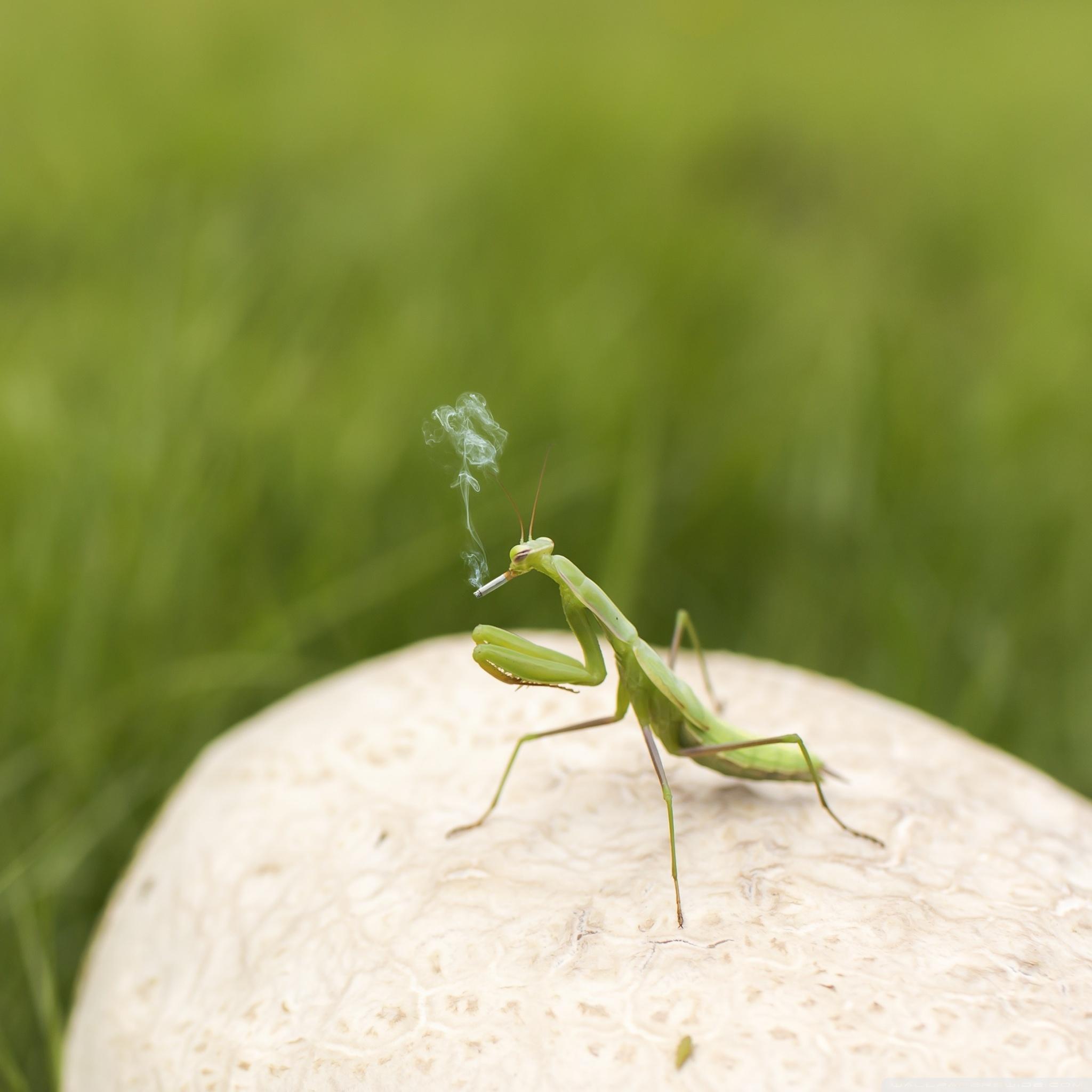 Mantis Wallpapers - Top Free Mantis Backgrounds - WallpaperAccess