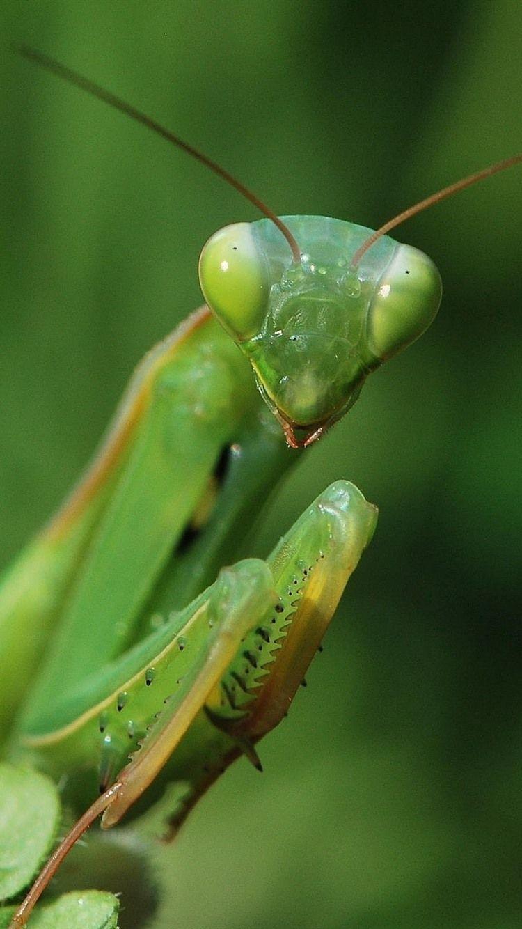 Mantis Wallpapers - Top Free Mantis Backgrounds - WallpaperAccess