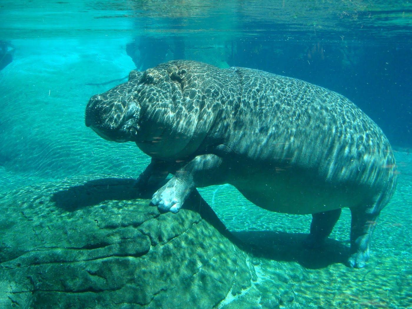 Hippo Wallpapers - Top Free Hippo Backgrounds - WallpaperAccess