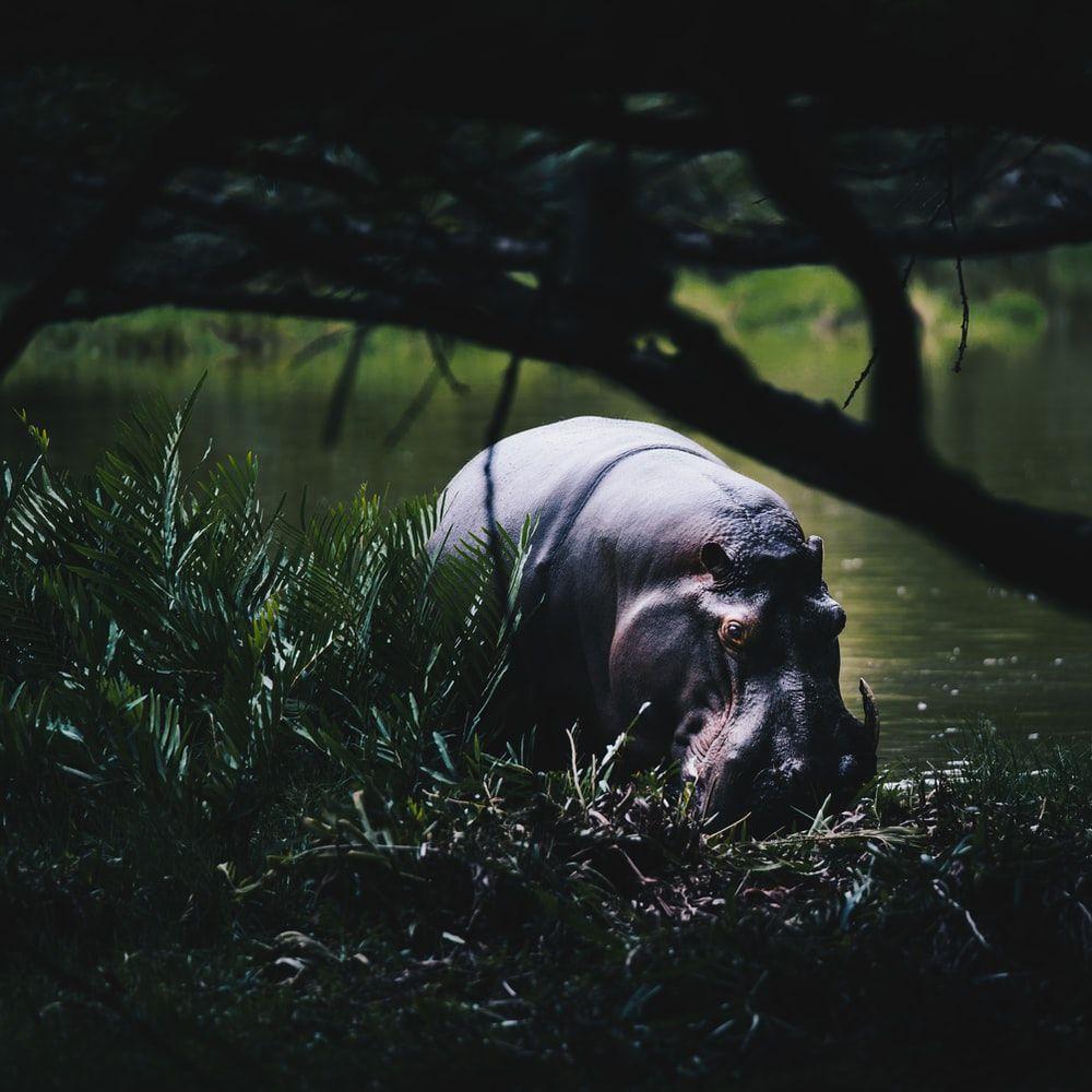 Hippo Wallpapers - Top Free Hippo Backgrounds - WallpaperAccess