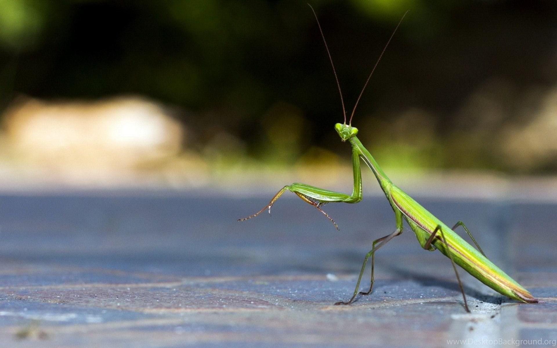 Mantis Wallpapers - Top Free Mantis Backgrounds - WallpaperAccess