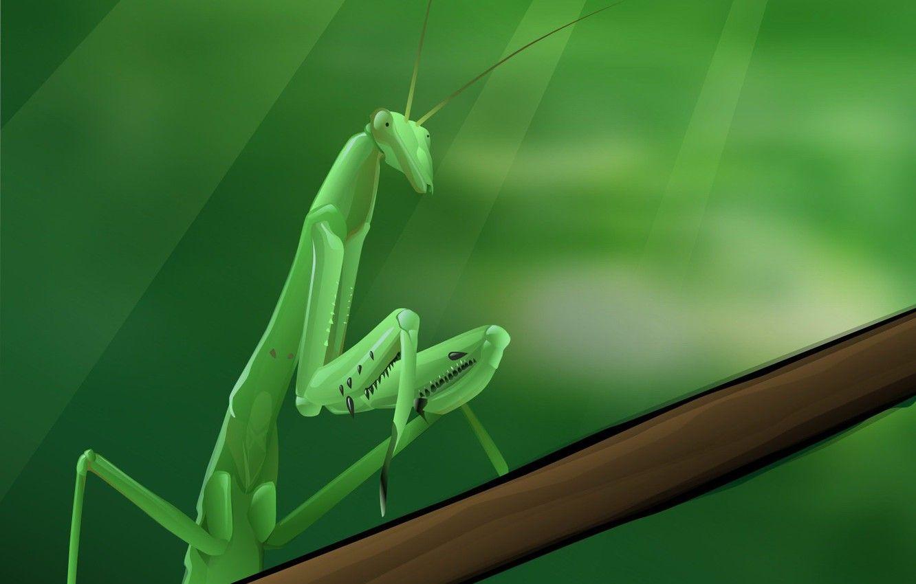 Mantis Wallpapers - Top Free Mantis Backgrounds - WallpaperAccess