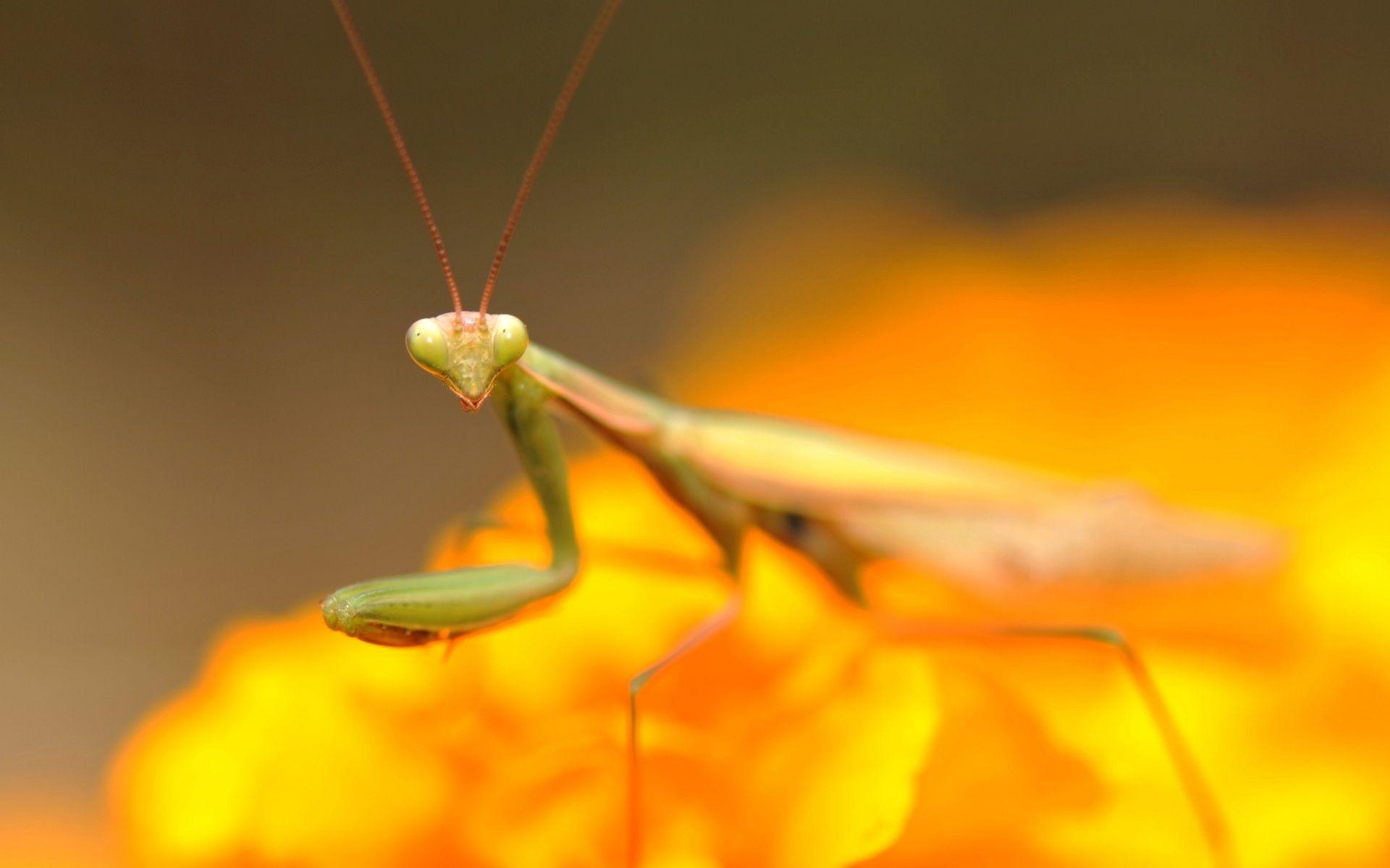 Mantis Wallpapers - Top Free Mantis Backgrounds - WallpaperAccess