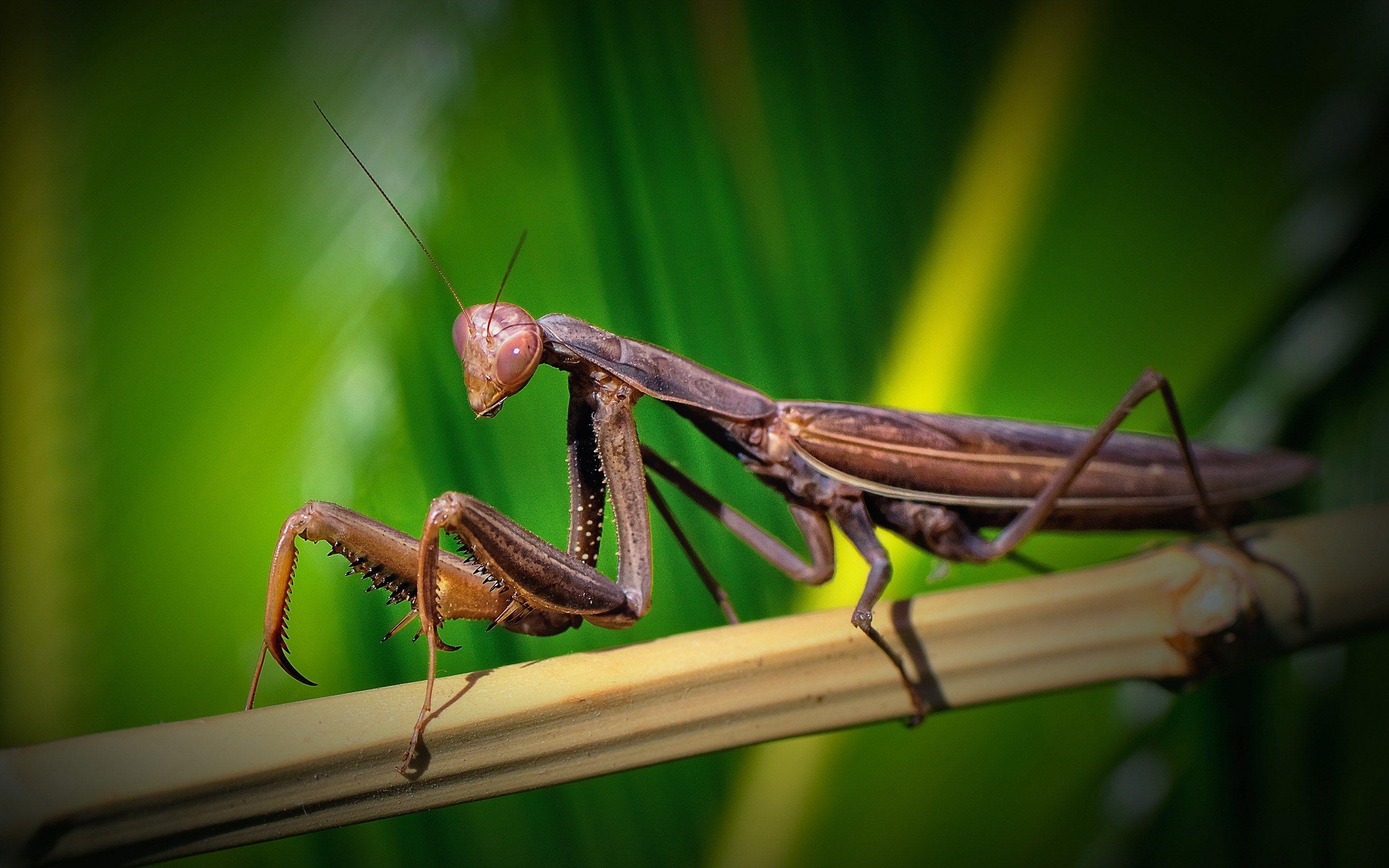 Mantis Wallpapers - Top Free Mantis Backgrounds - WallpaperAccess