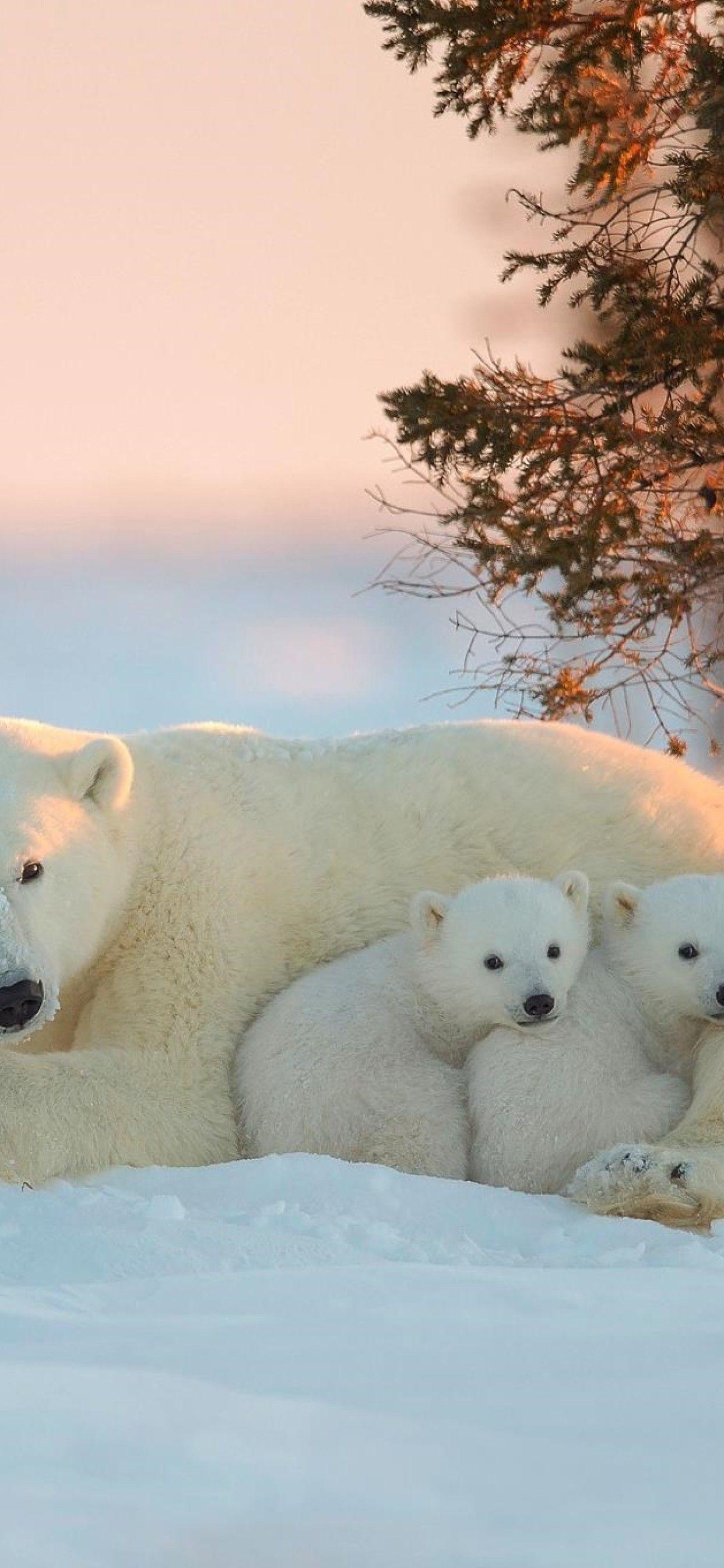 Polar Bear Wallpapers - Top Free Polar Bear Backgrounds - WallpaperAccess