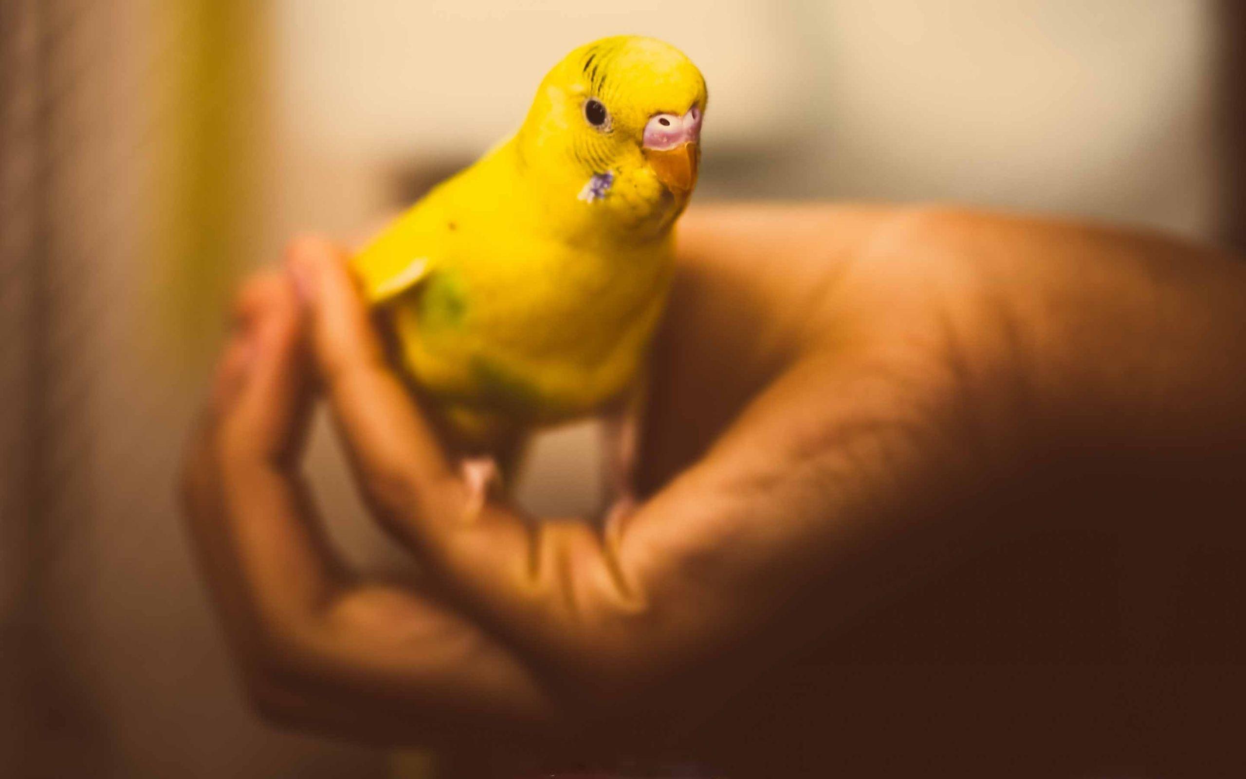 Parakeet Wallpapers - Top Free Parakeet Backgrounds - WallpaperAccess