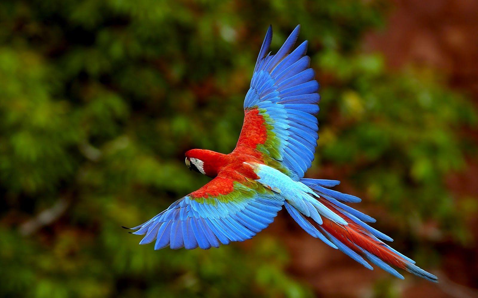 Parakeet Wallpapers - Top Free Parakeet Backgrounds - WallpaperAccess