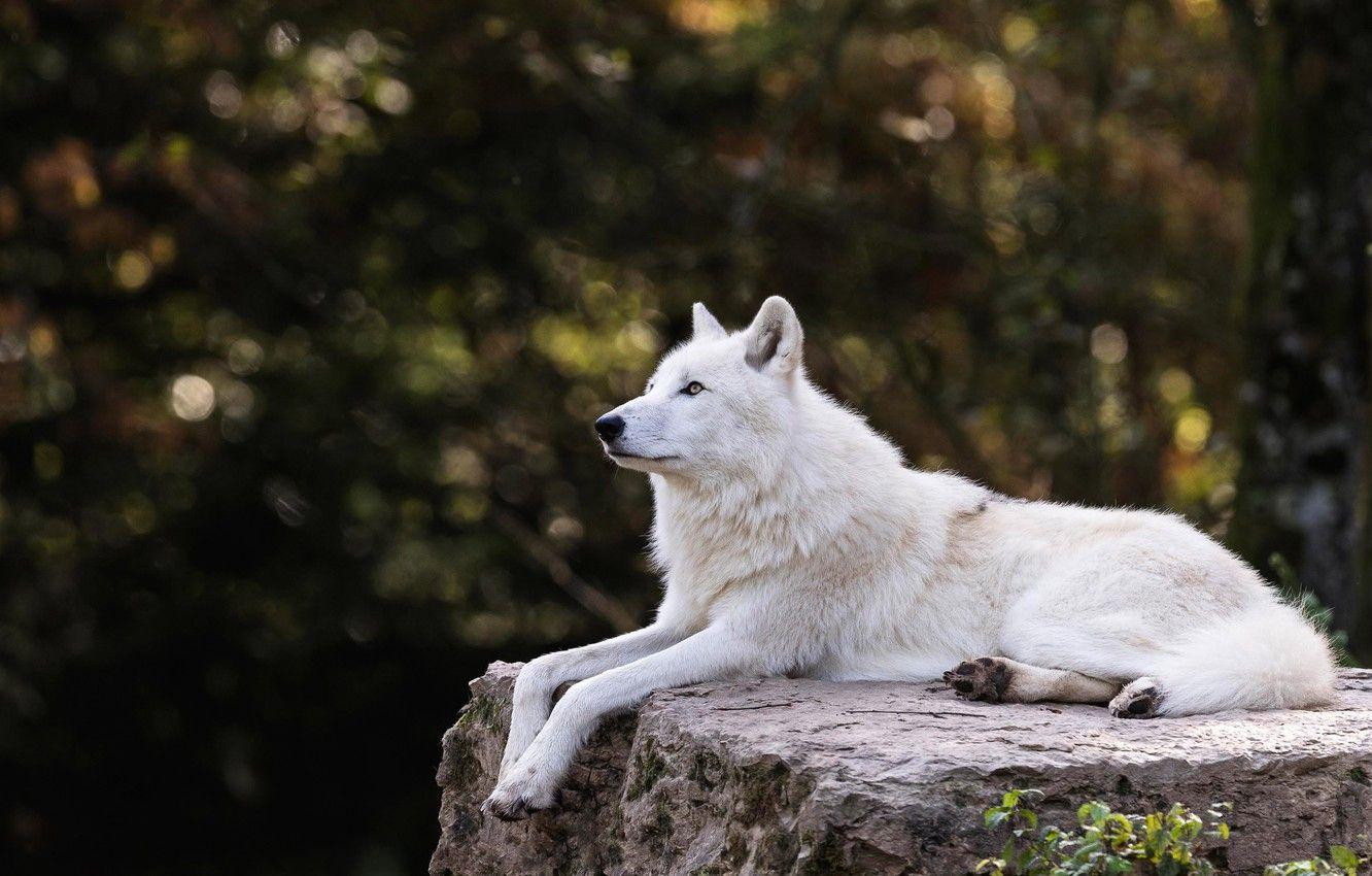 Arctic Wolf Wallpapers - Top Free Arctic Wolf Backgrounds - WallpaperAccess