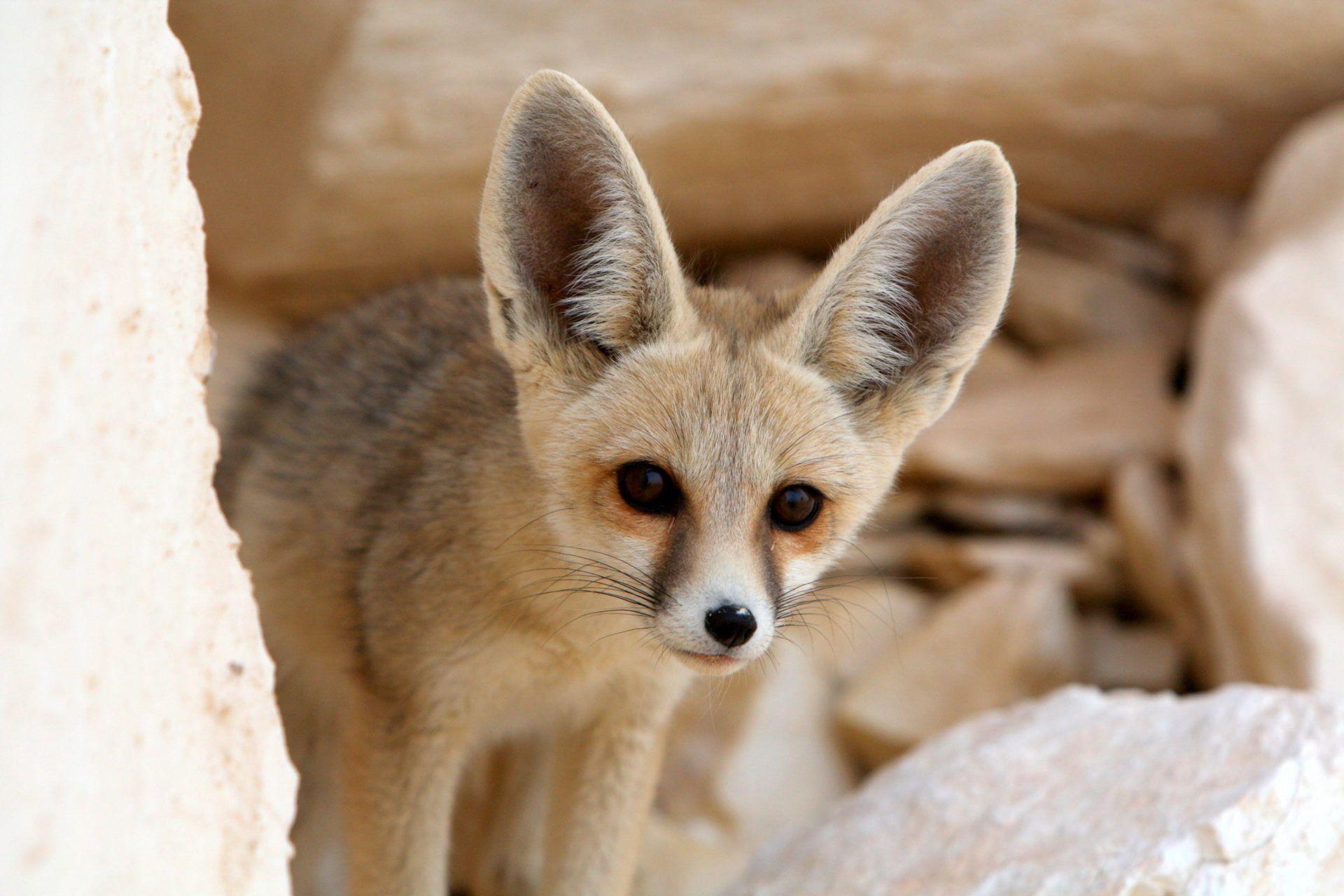 Fennec Fox Wallpapers - Top Free Fennec Fox Backgrounds - WallpaperAccess