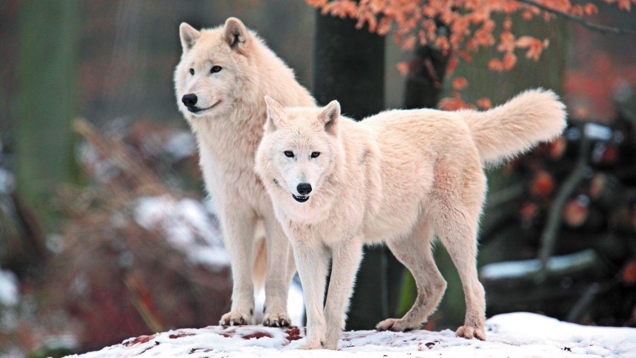 Arctic Wolf Wallpapers - Top Free Arctic Wolf Backgrounds - WallpaperAccess