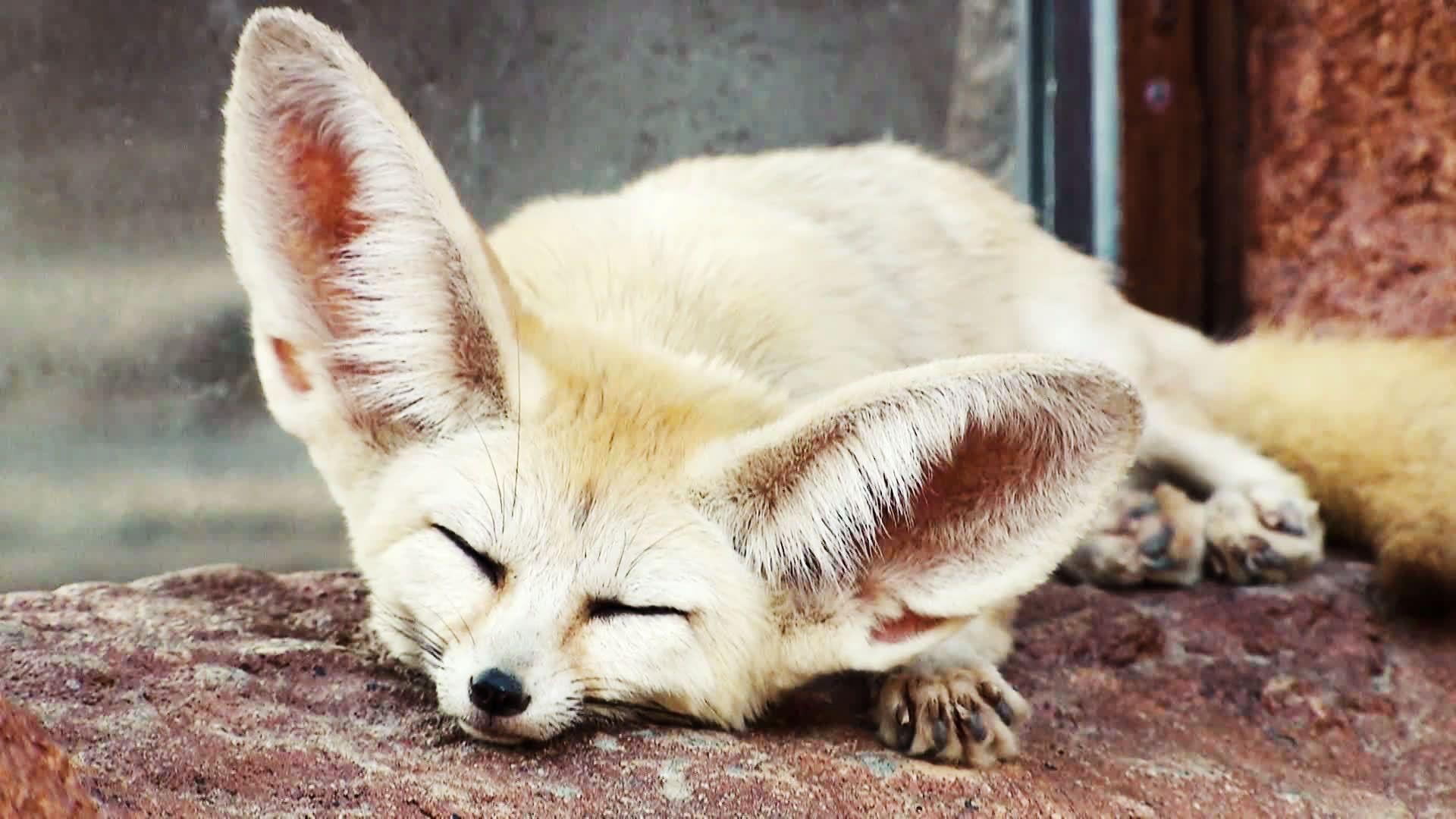 Fennec Fox Wallpapers - Top Free Fennec Fox Backgrounds - WallpaperAccess