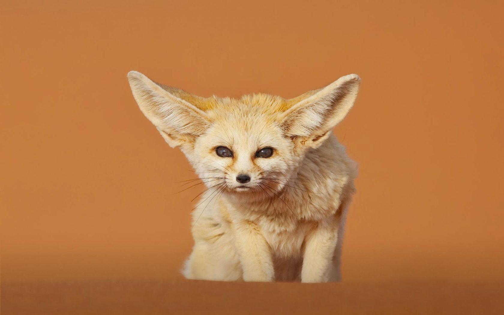Fennec Fox Wallpapers - Top Free Fennec Fox Backgrounds - WallpaperAccess