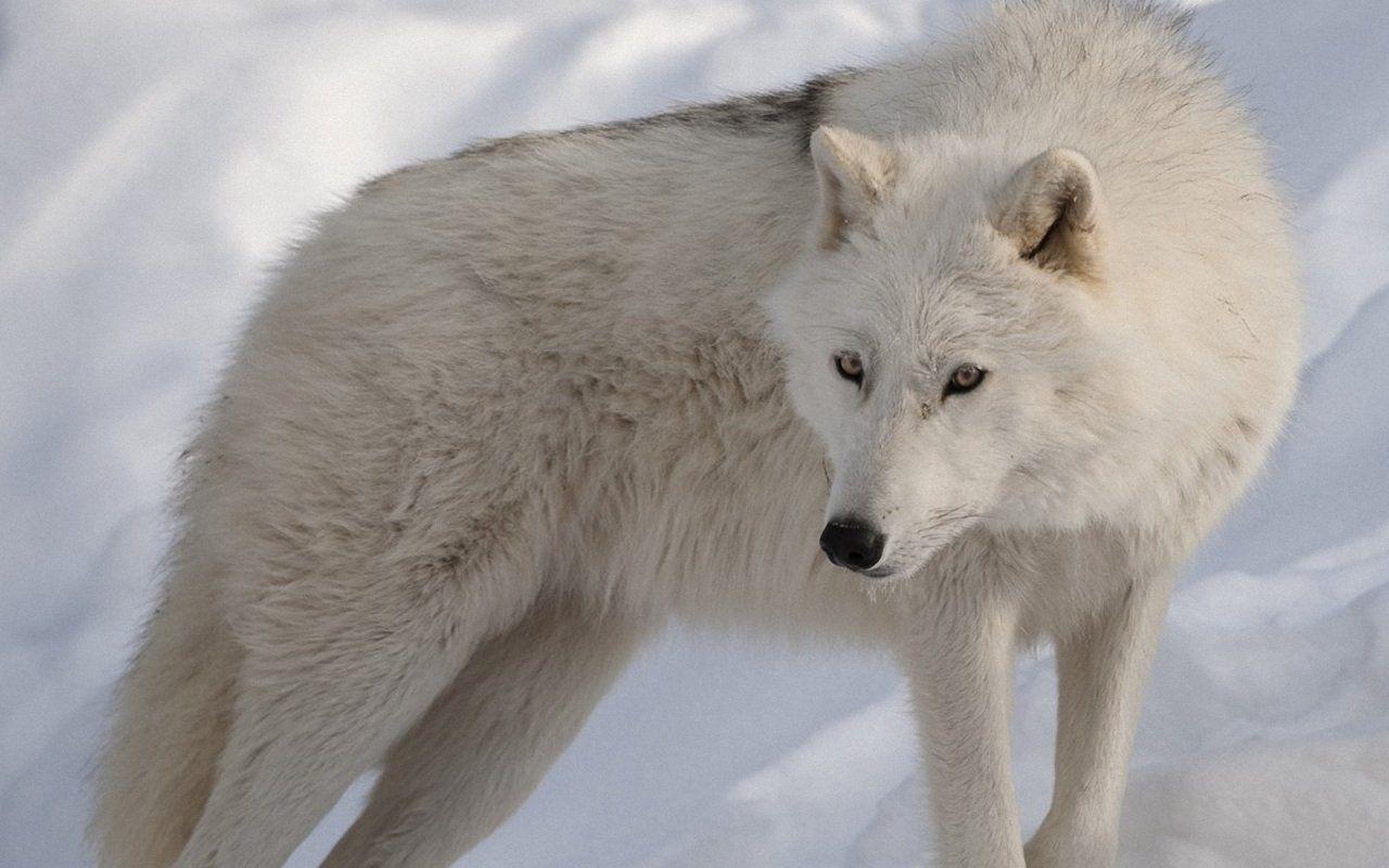 Arctic Wolf Wallpapers - Top Free Arctic Wolf Backgrounds - WallpaperAccess