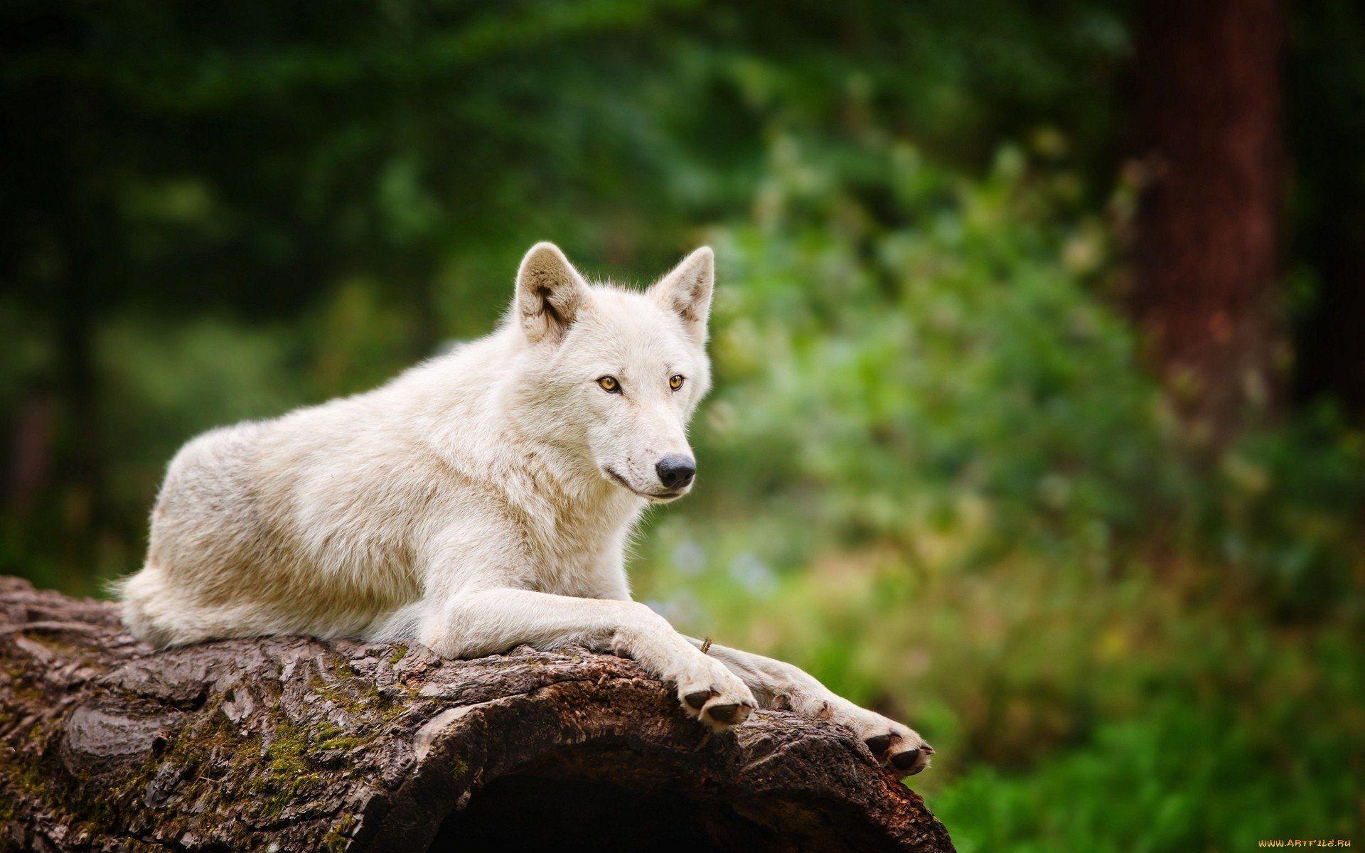 Arctic Wolf Wallpapers - Top Free Arctic Wolf Backgrounds - WallpaperAccess