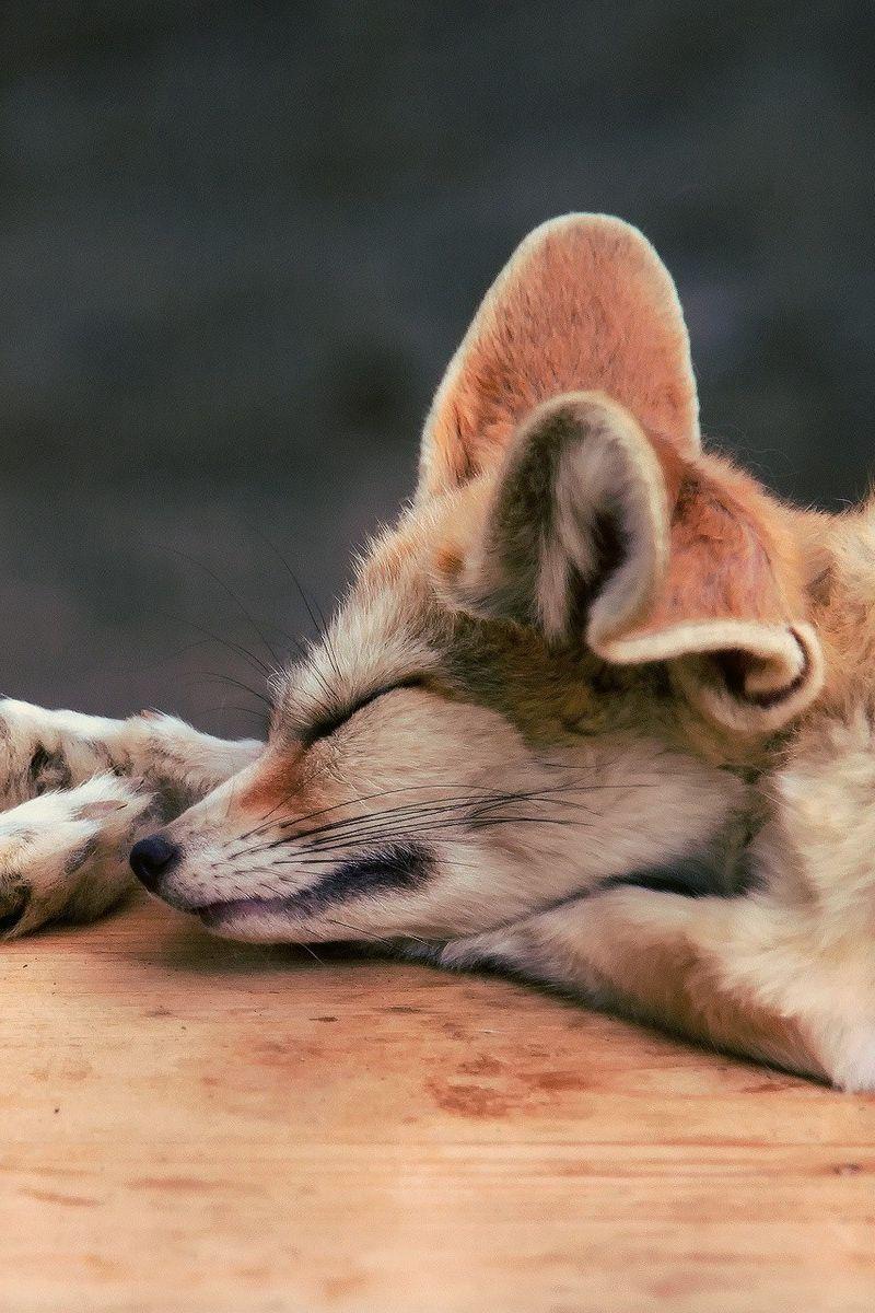 Fennec Fox Wallpapers - Top Free Fennec Fox Backgrounds - WallpaperAccess