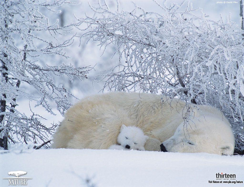 Polar Bear Wallpapers - Top Free Polar Bear Backgrounds - WallpaperAccess