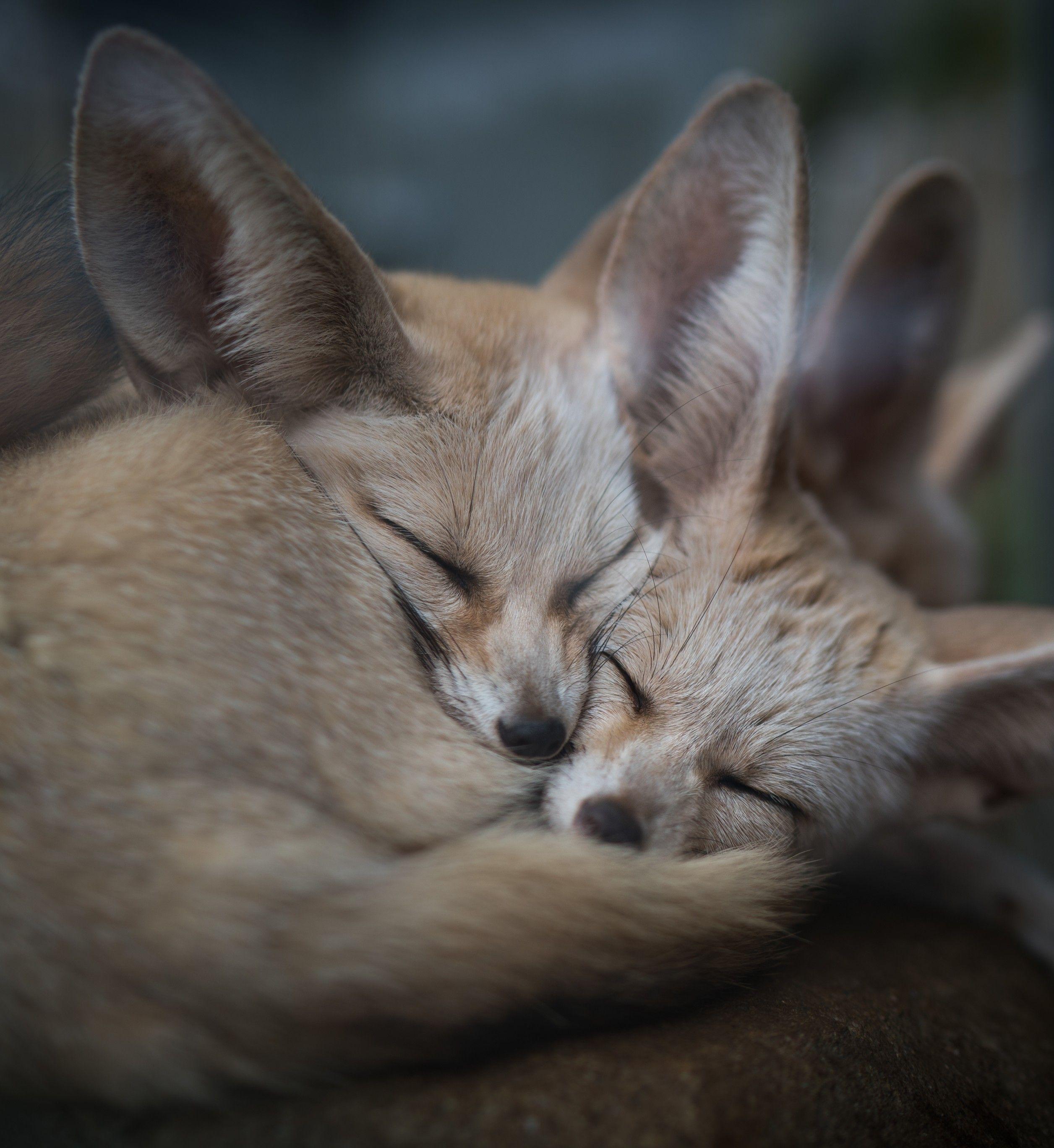 Fennec Fox Wallpapers - Top Free Fennec Fox Backgrounds - WallpaperAccess