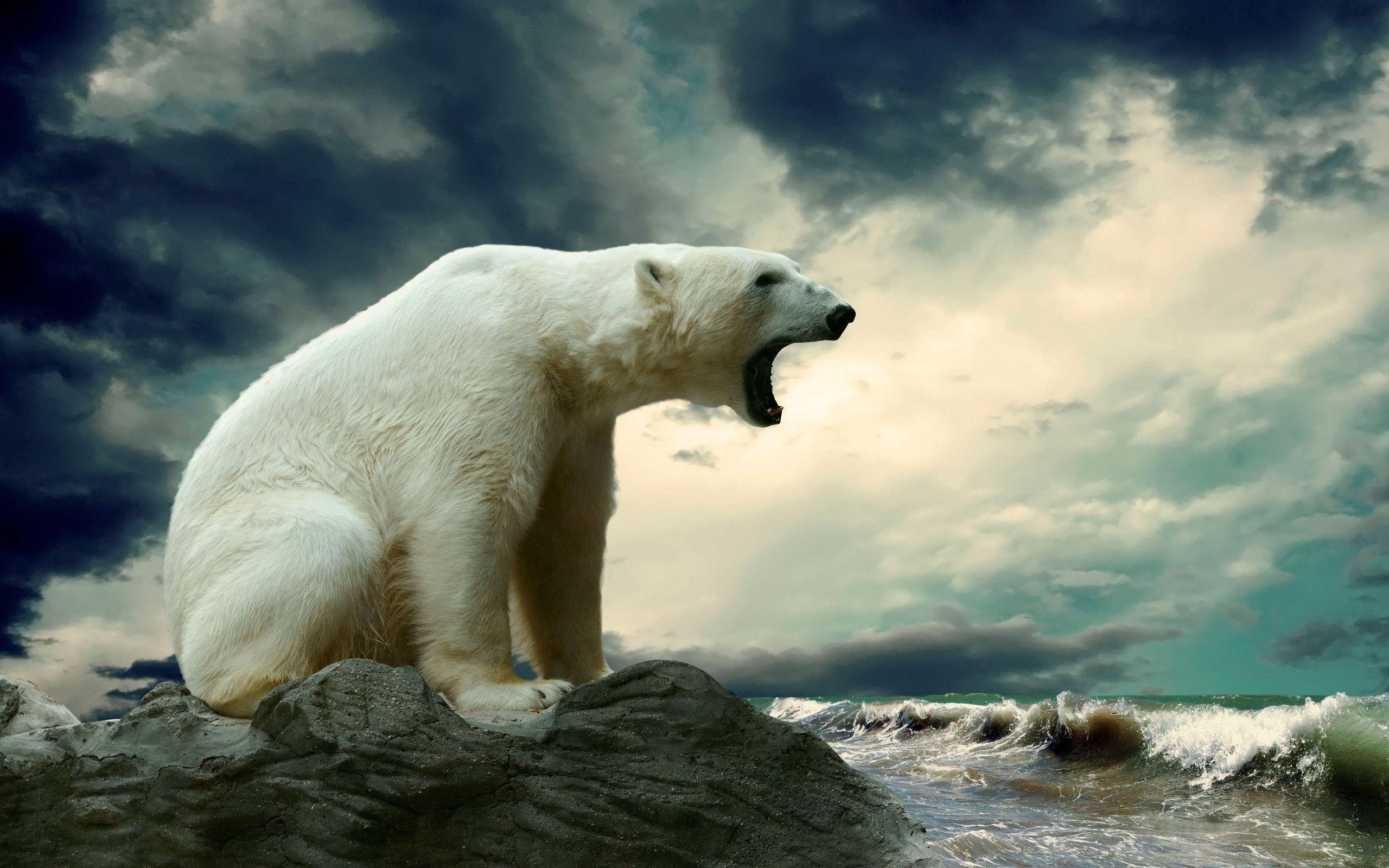 Polar Bear Wallpapers - Top Free Polar Bear Backgrounds - WallpaperAccess