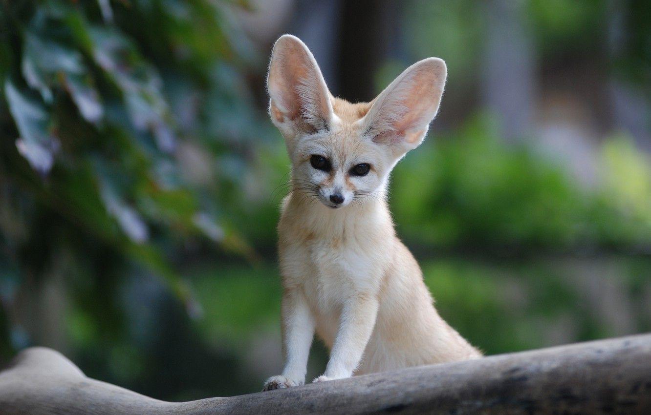 Fennec Fox Wallpapers - Top Free Fennec Fox Backgrounds - WallpaperAccess