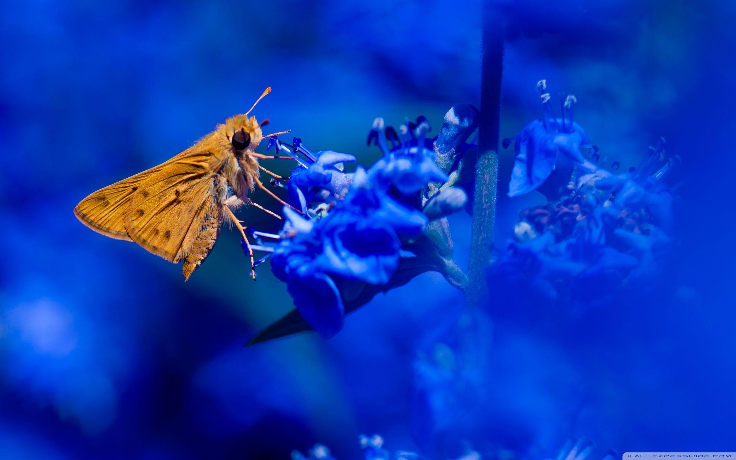 Moth Wallpapers - Top Free Moth Backgrounds - WallpaperAccess