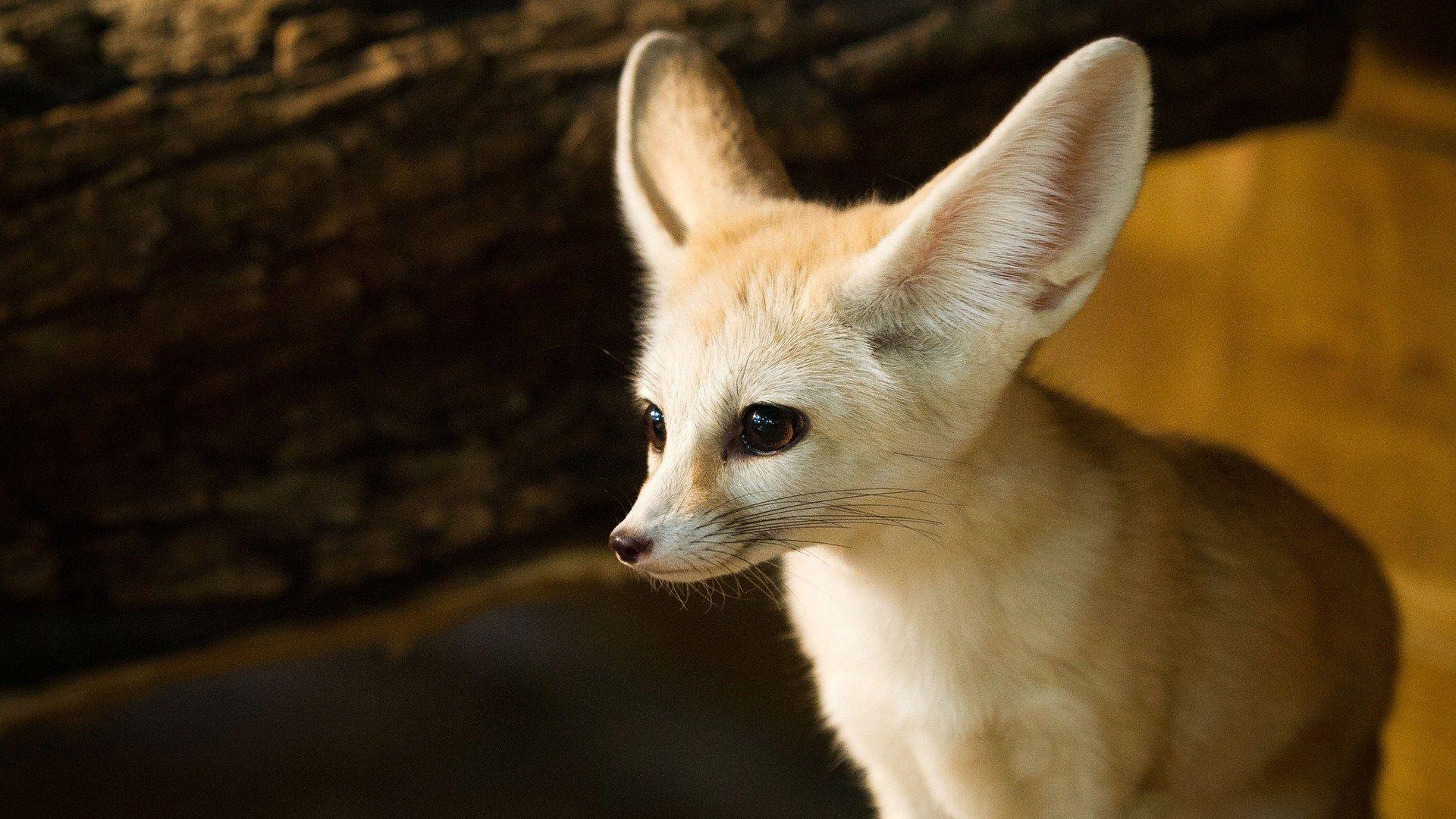 Fennec Fox Wallpapers - Top Free Fennec Fox Backgrounds - WallpaperAccess